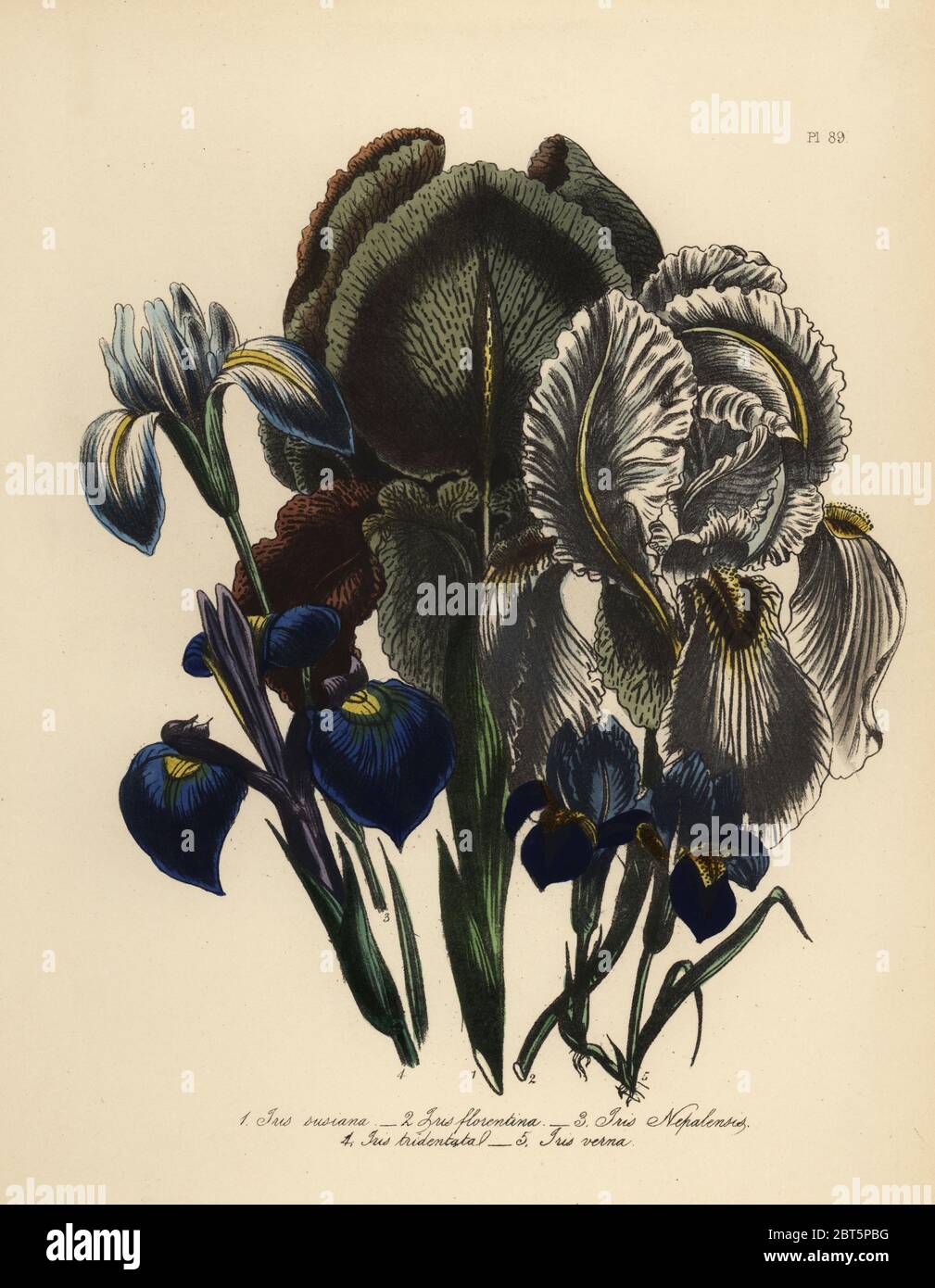 Florentine iris illustration hi-res stock photography and images - Alamy
