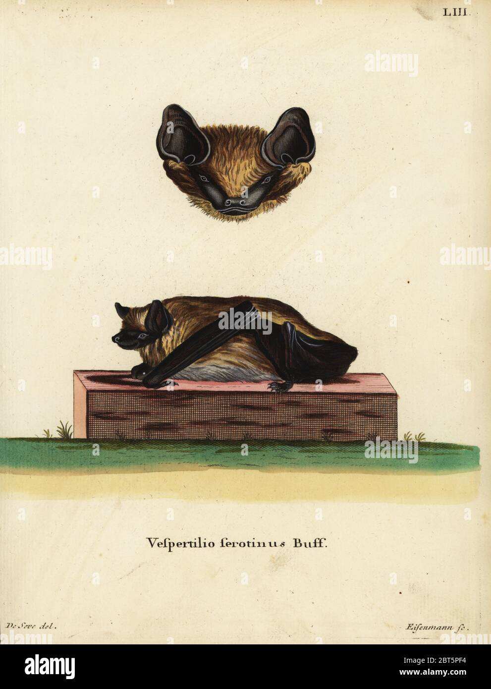 Serotine bat illustration hi-res stock photography and images - Alamy