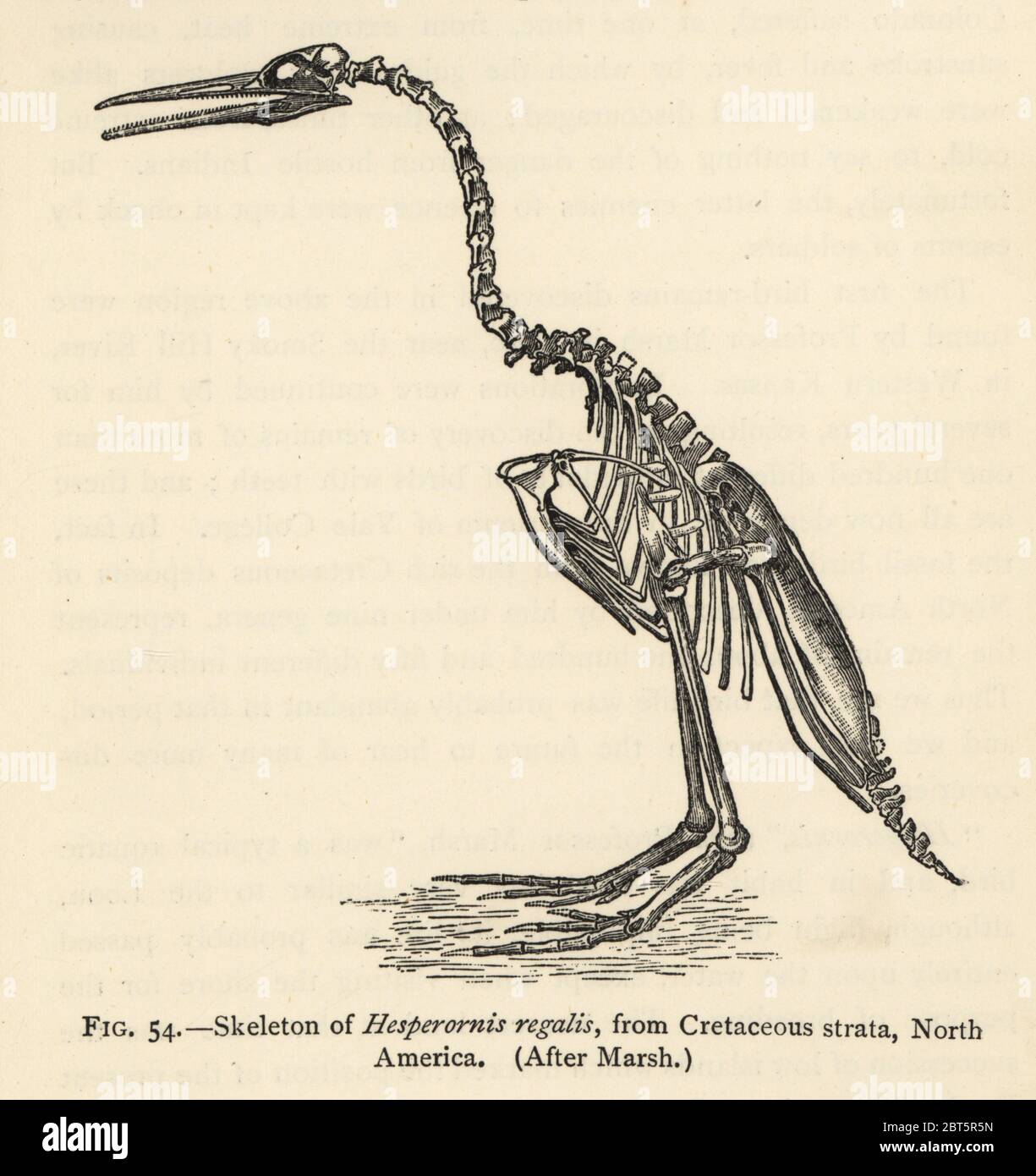 Hesperornis skeleton hi-res stock photography and images - Alamy