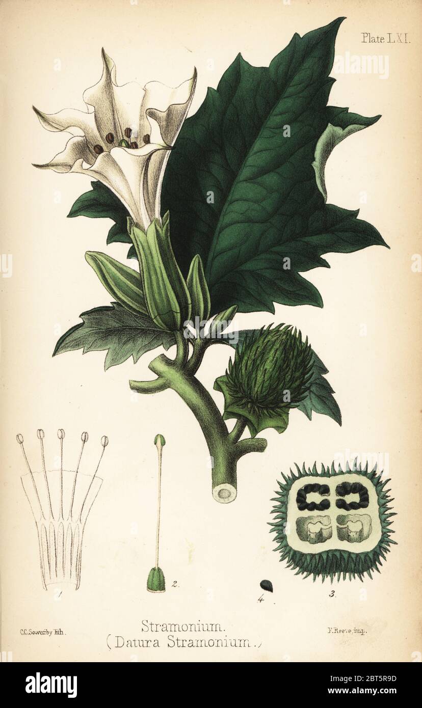 Jimsonweed or devil's snare, Datura stramonium. Handcoloured lithograph ...
