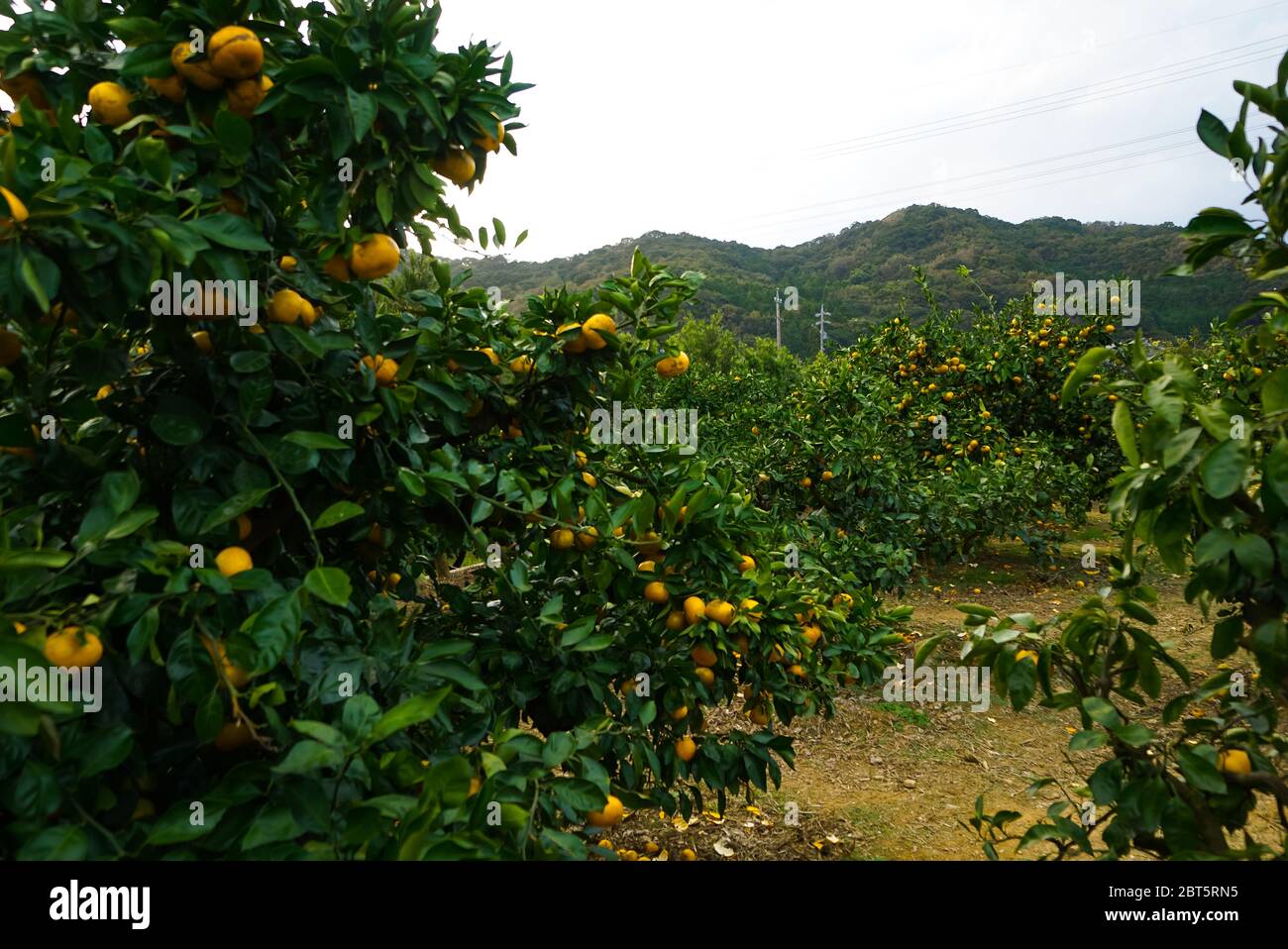 Mandarin Oranges on the tree. Fruit Picking at Gamagori Orange Park ...
