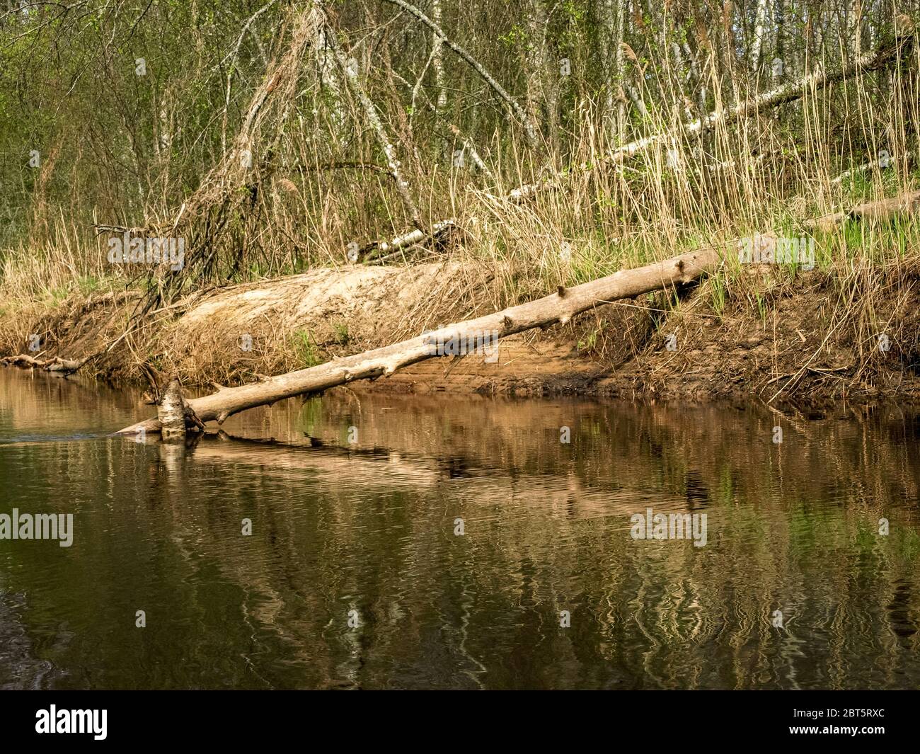 beautiful landscape with the bank of a small wild river, the first ...