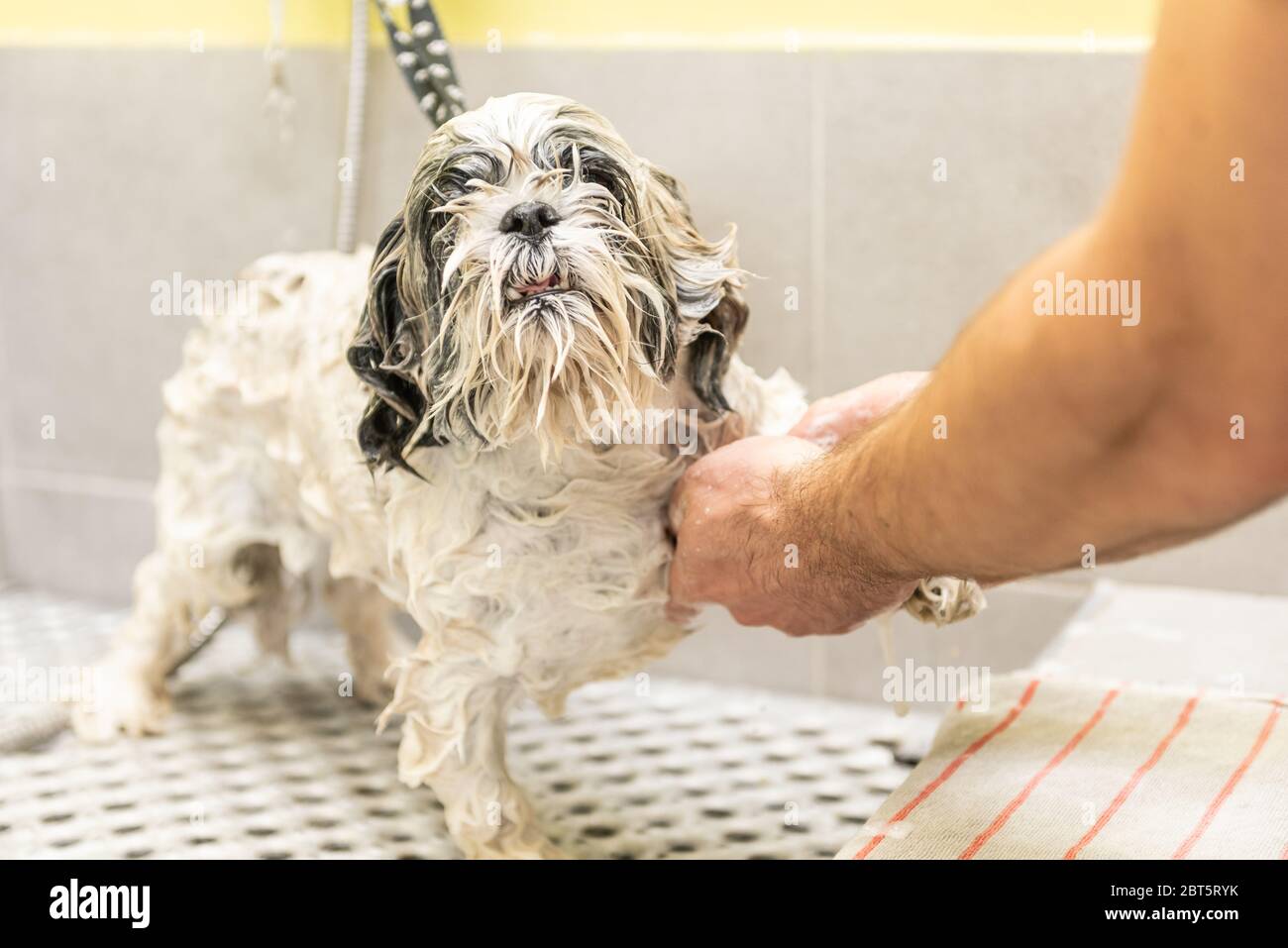 Professional groomer washing small dog in a bathtub of grooming salon ...