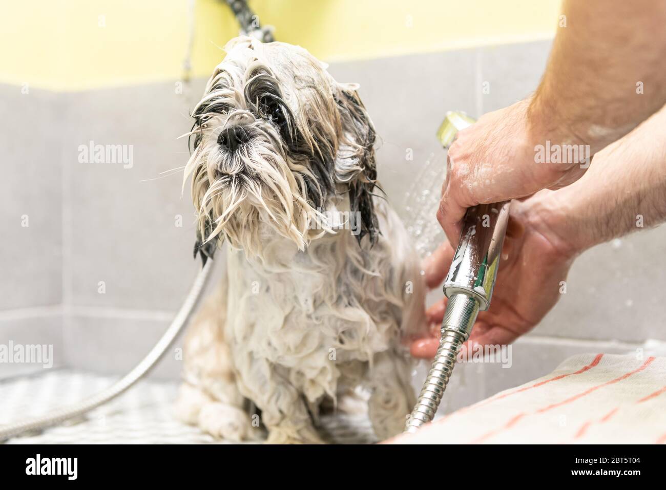 Professional groomer washing small dog in a bathtub of grooming salon ...