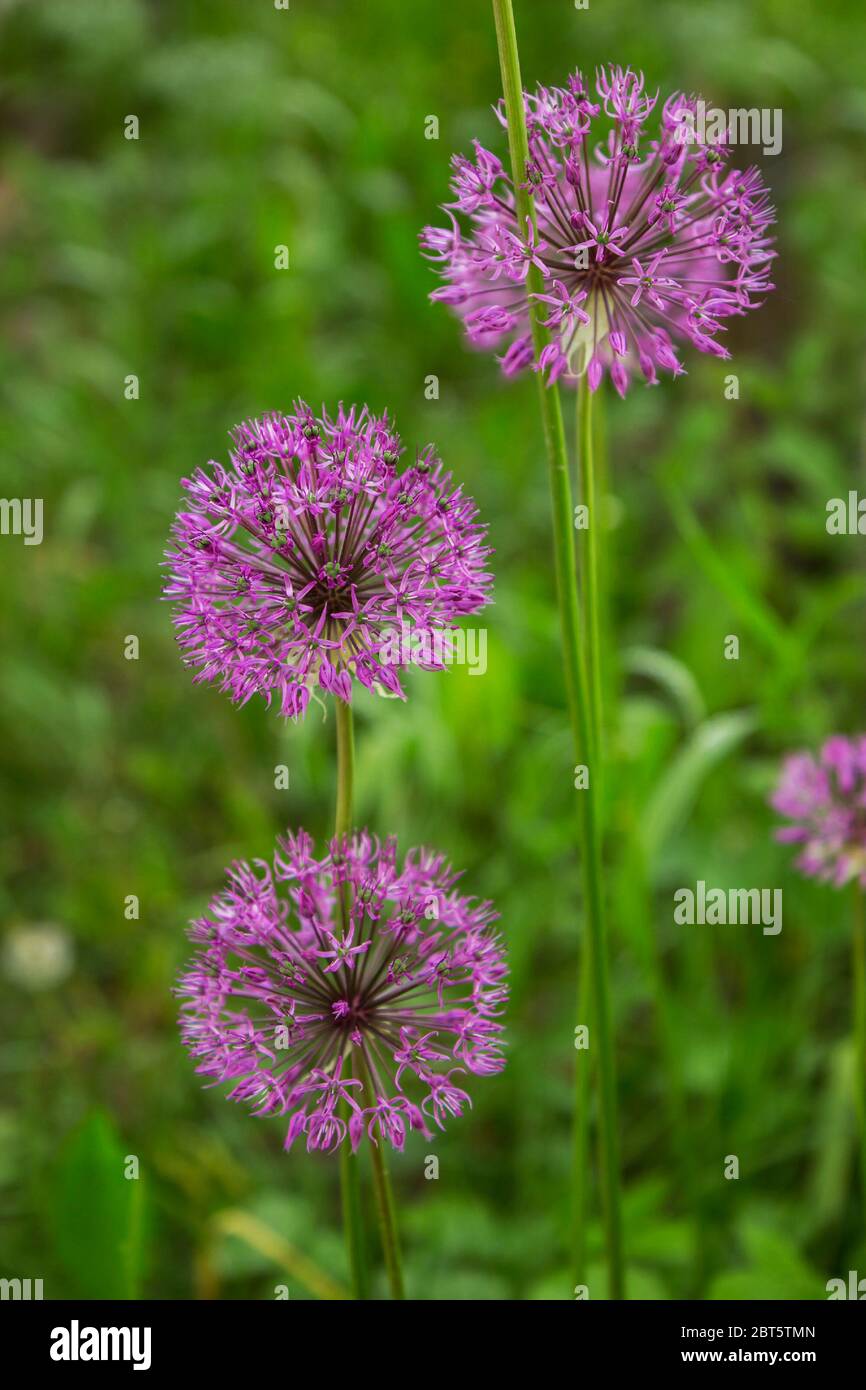 Onion Suvorov (Allium suworowii) is part of the mountain bows Anzur ...