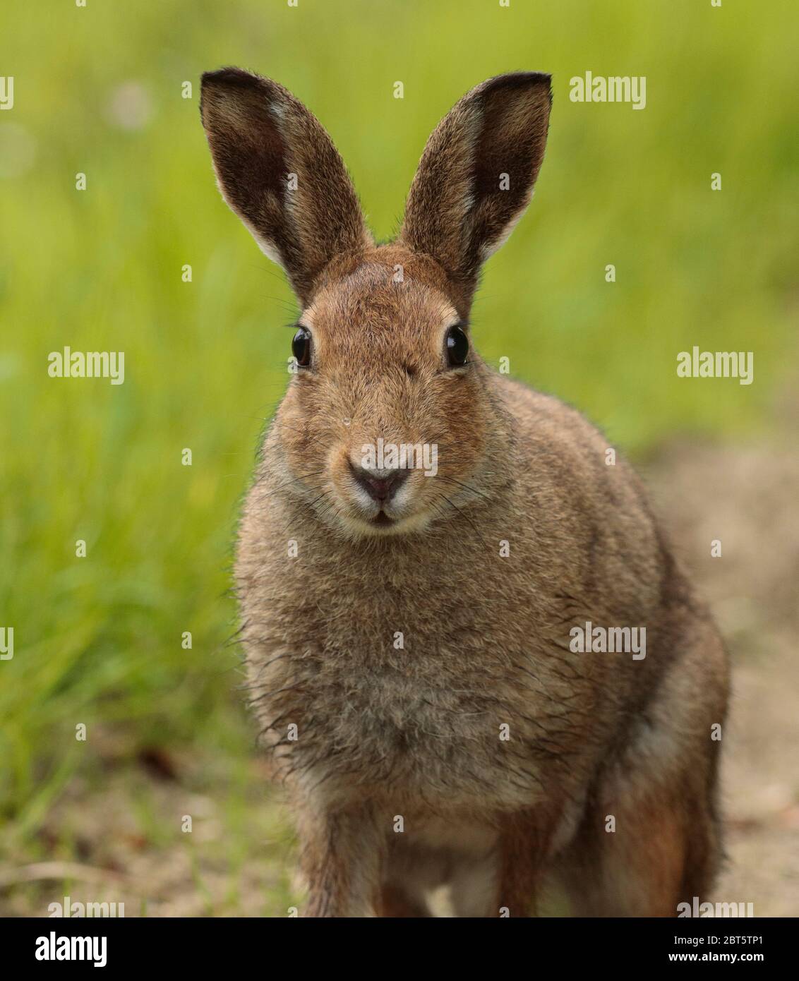 Photographing Hares High Resolution Stock Photography and Images - Alamy