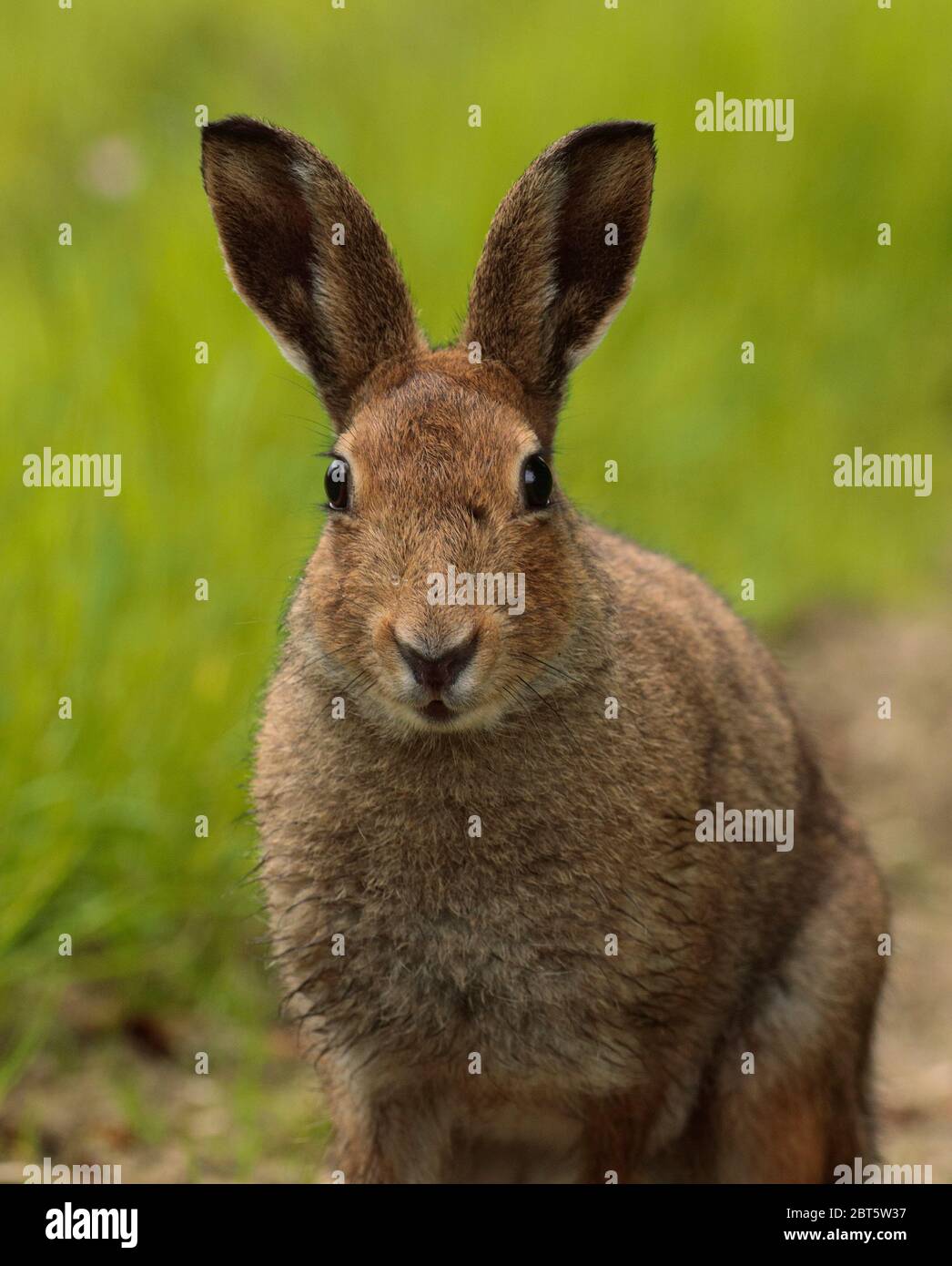 Photographing hares hi-res stock photography and images - Alamy