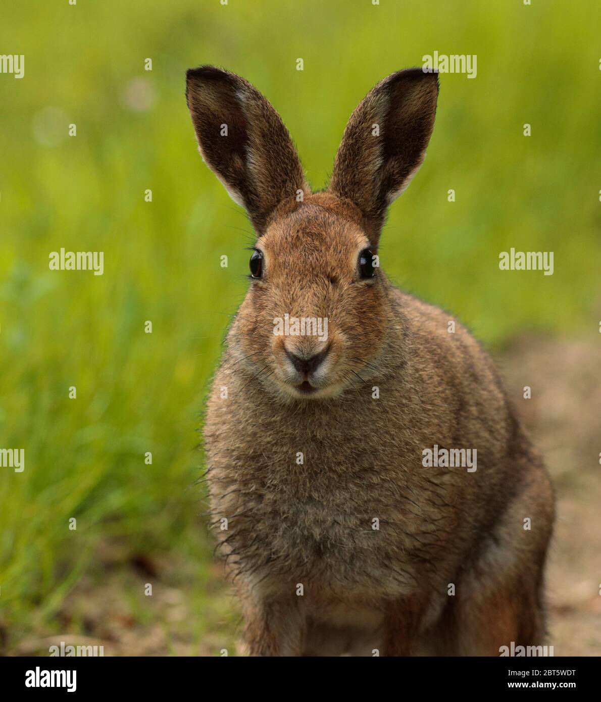 Photographing hares hi-res stock photography and images - Alamy