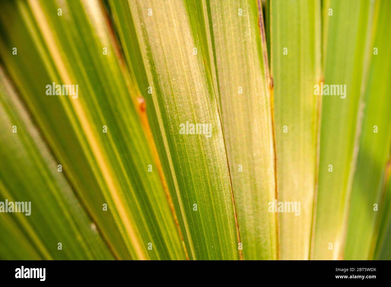 Green palm fronds in sunlight Stock Photo - Alamy