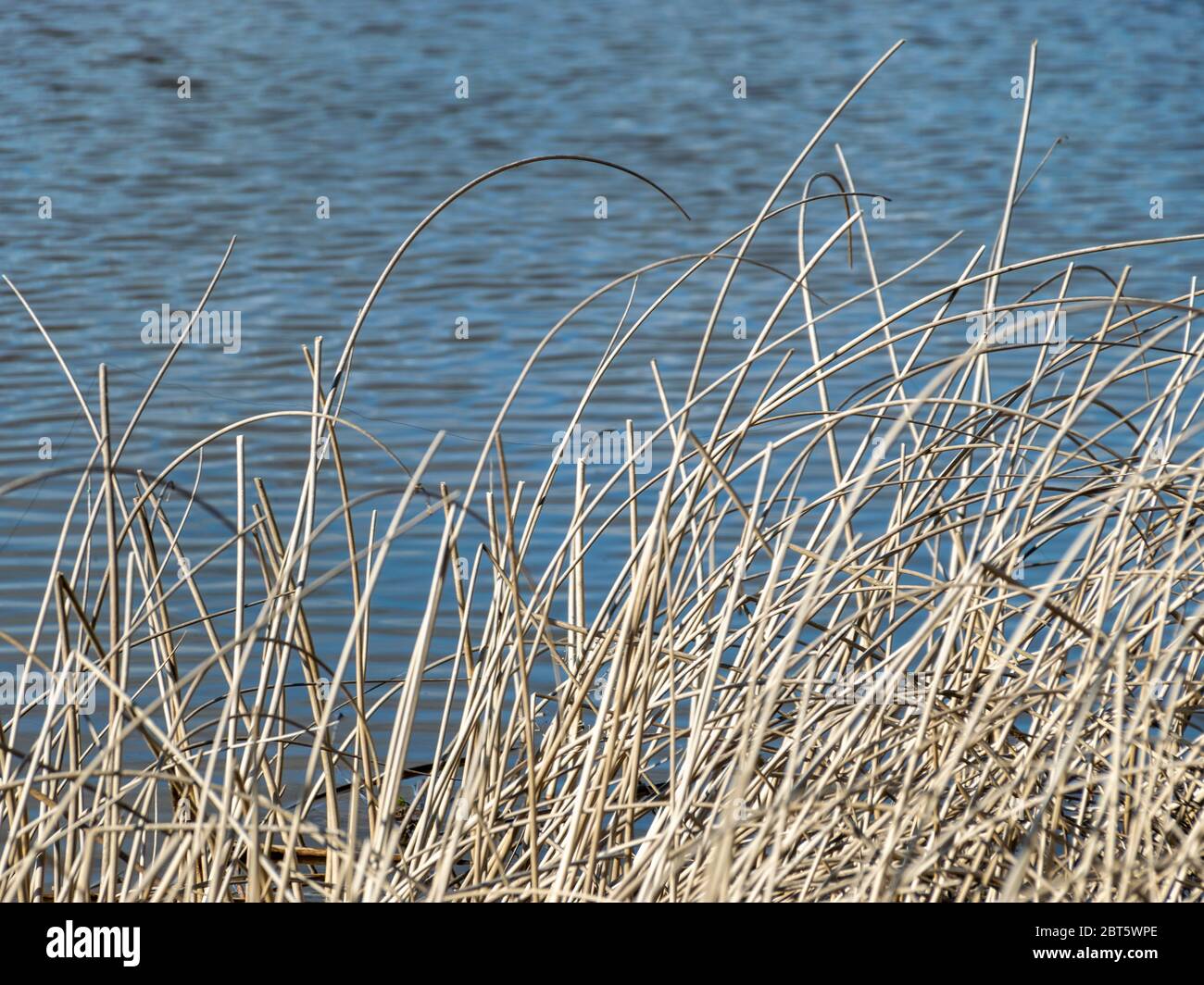 photo with abstract water and dry reed texture, suitable for background ...