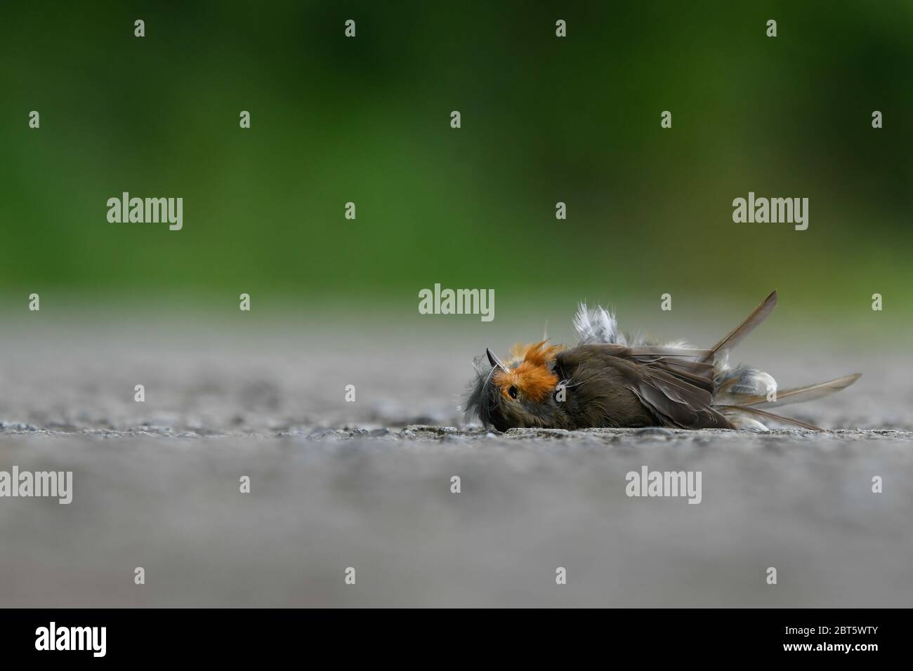 Dead robin, hit on a road Stock Photo - Alamy