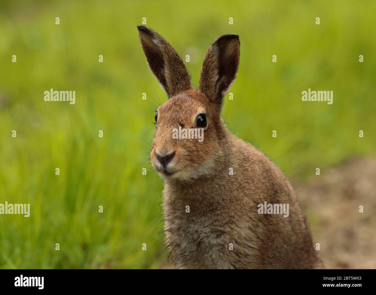 Photographing Hares High Resolution Stock Photography and Images - Alamy