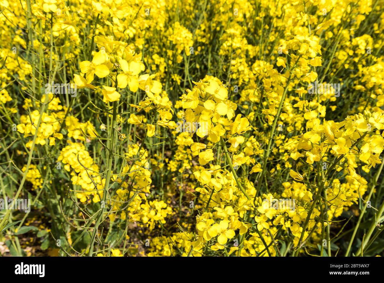 Rapeseed flowers field Stock Photo - Alamy