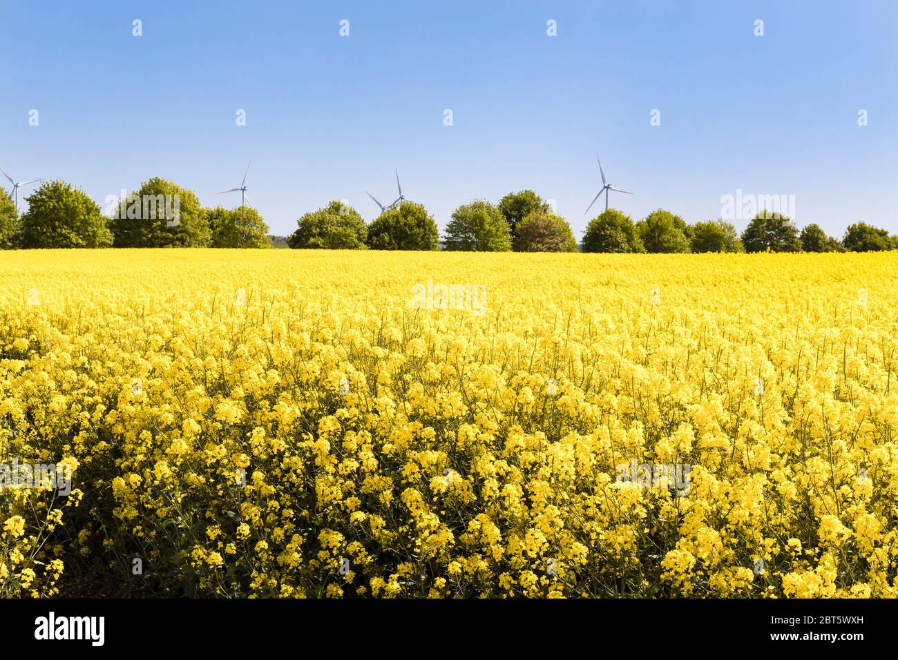 Rapeseed flowers field Stock Photo - Alamy