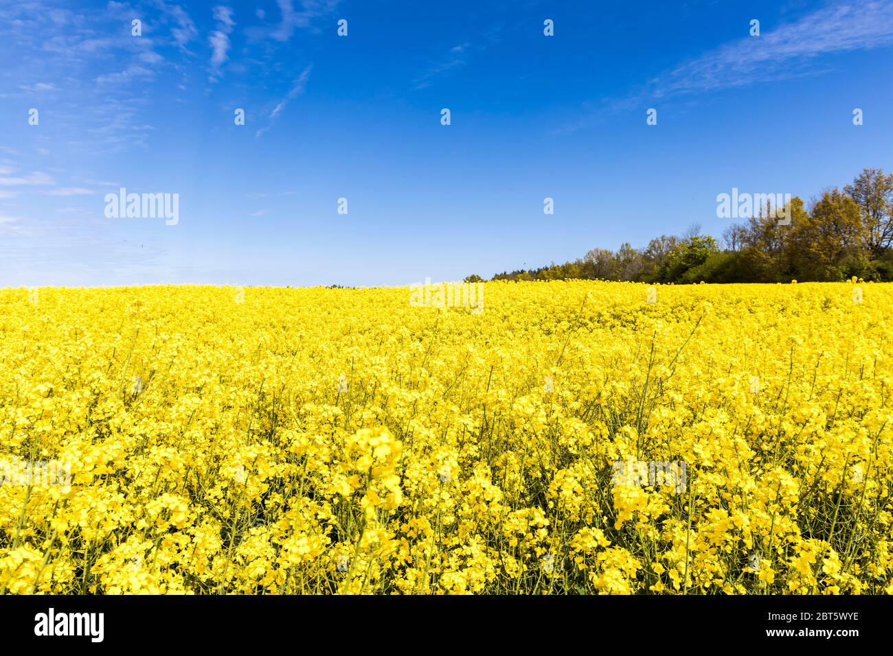 Rapeseed flowers field Stock Photo - Alamy