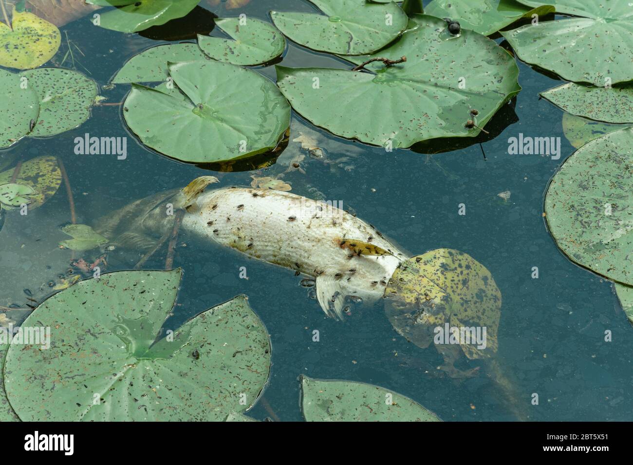 Dead carp that floats to the surface and is full of flies Stock Photo ...