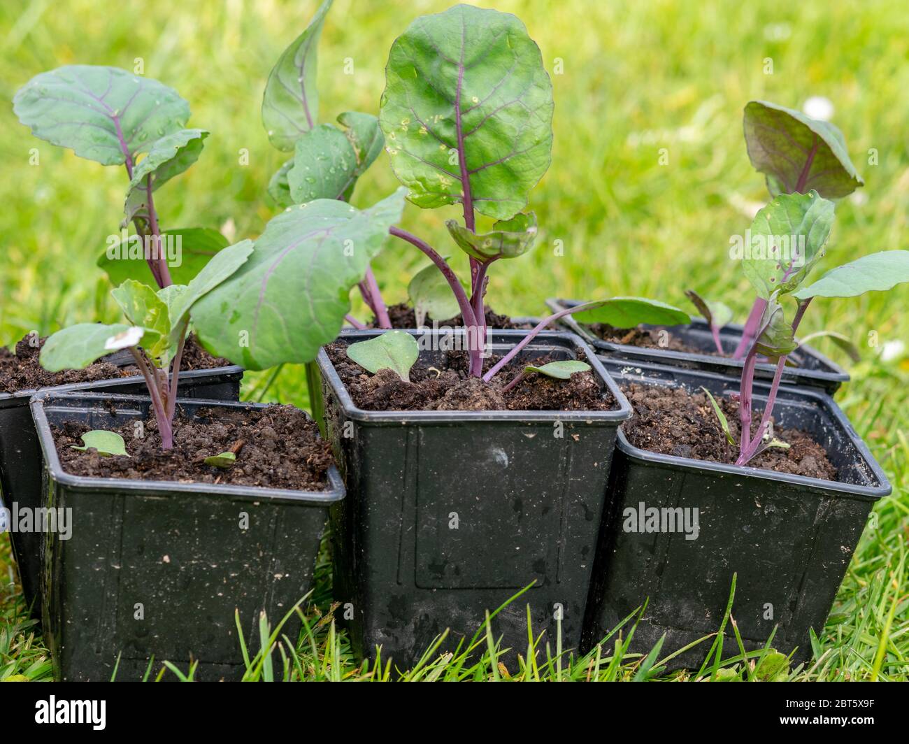 photo with black plastic pots in the green hall, cabbage stands for ...