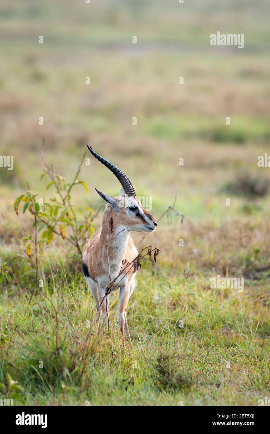 Thomson's gazelle male hi-res stock photography and images - Alamy