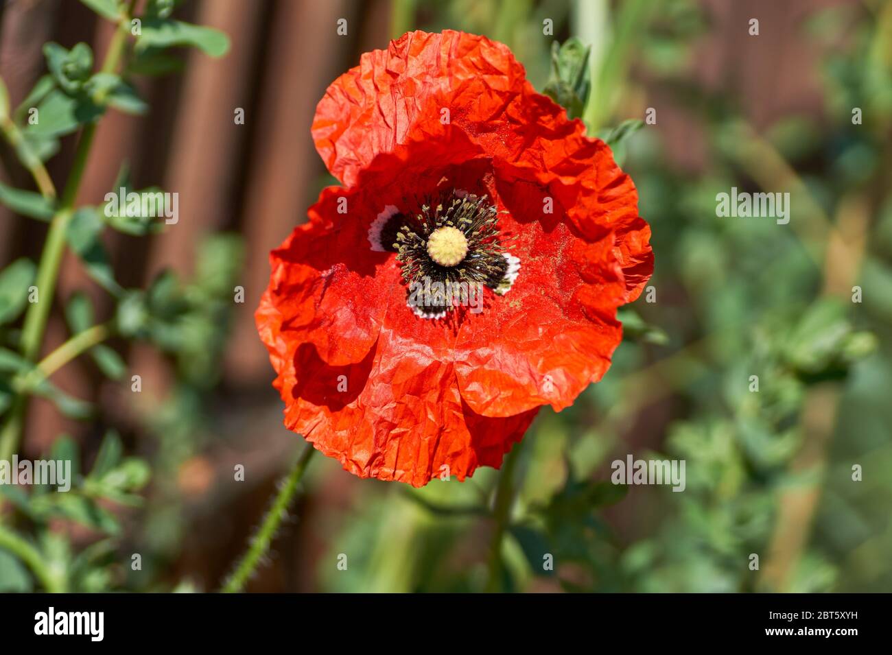 Poppy flower or papaver rhoeas poppy with the light Stock Photo - Alamy