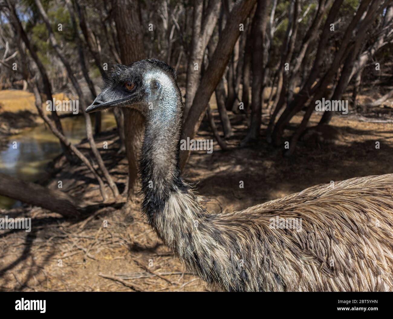 A side view of an emu in a natural grove on a sunny day Stock Photo - Alamy
