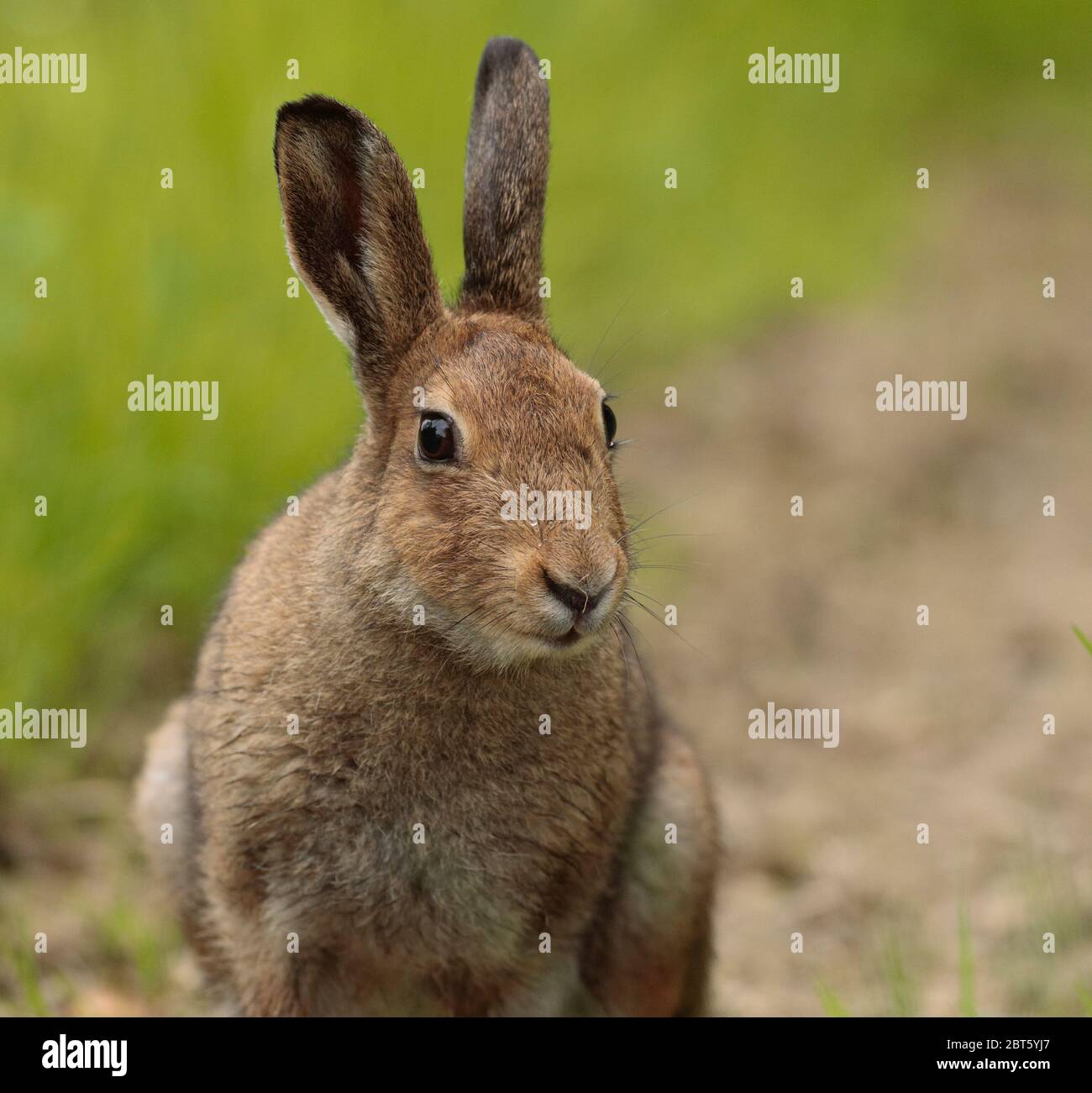 Photographing Hares High Resolution Stock Photography and Images - Alamy