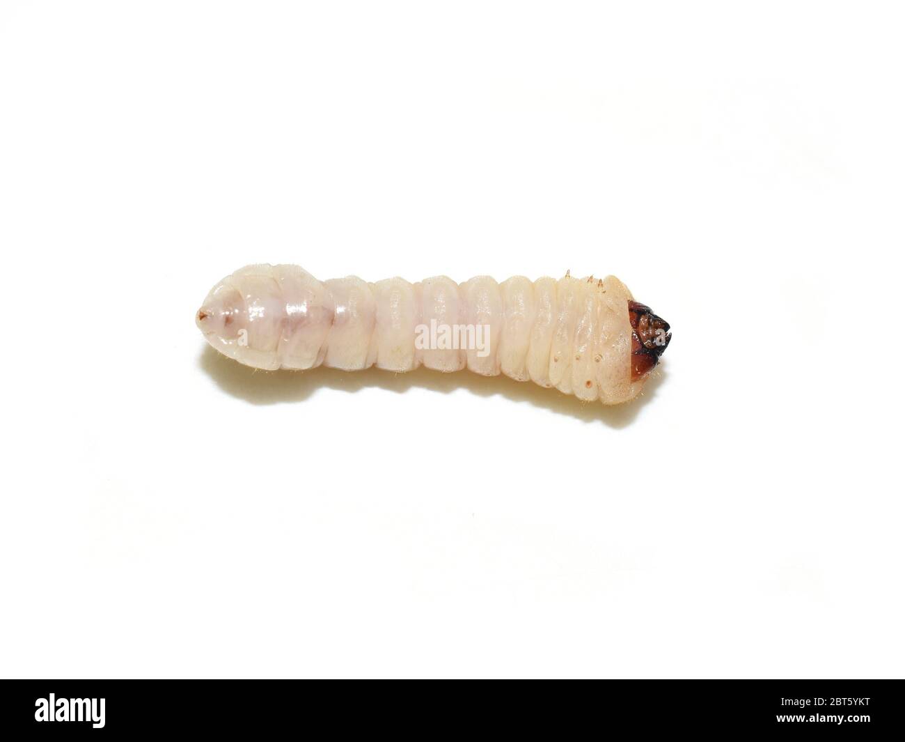 Bark beetle tunnels hi-res stock photography and images - Alamy