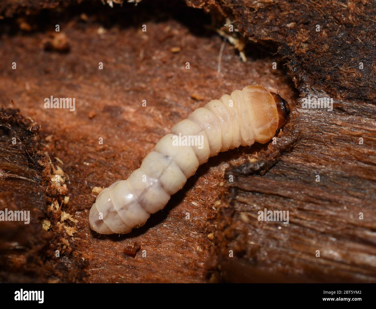 Bark beetle larvae hi-res stock photography and images - Alamy