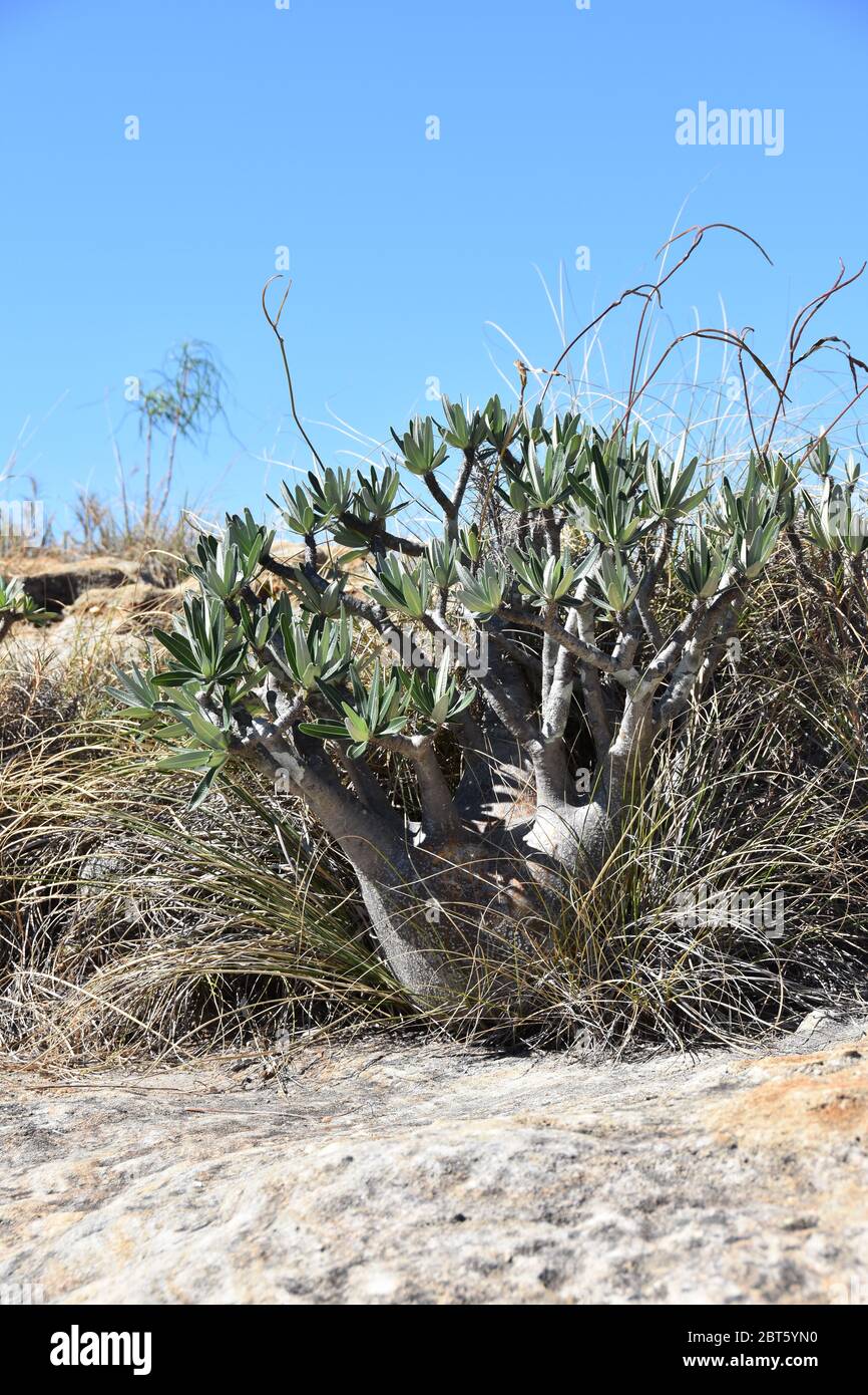 Elephants foot plant hi-res stock photography and images - Alamy