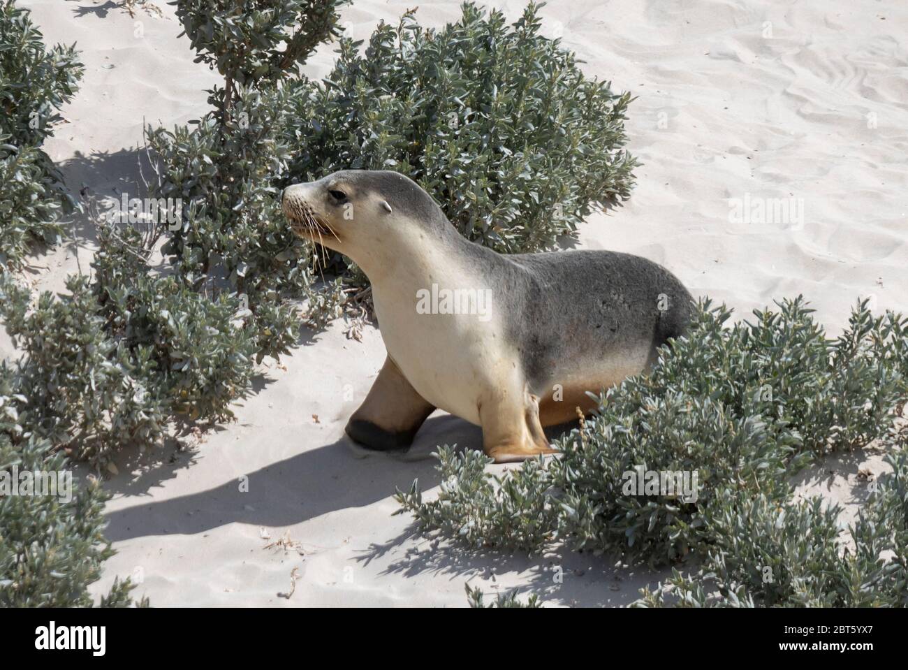 An australian seal female on the Kangaroo Island sandy beach Stock ...