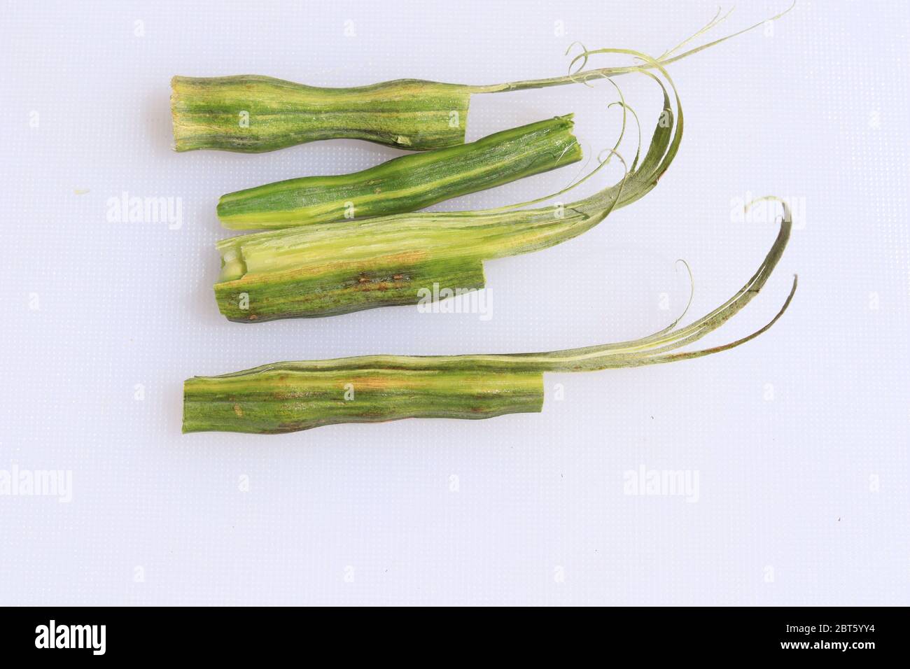 Drumstick Pods or Moringa Oleifera Poss Vegetable Isolated on White ...