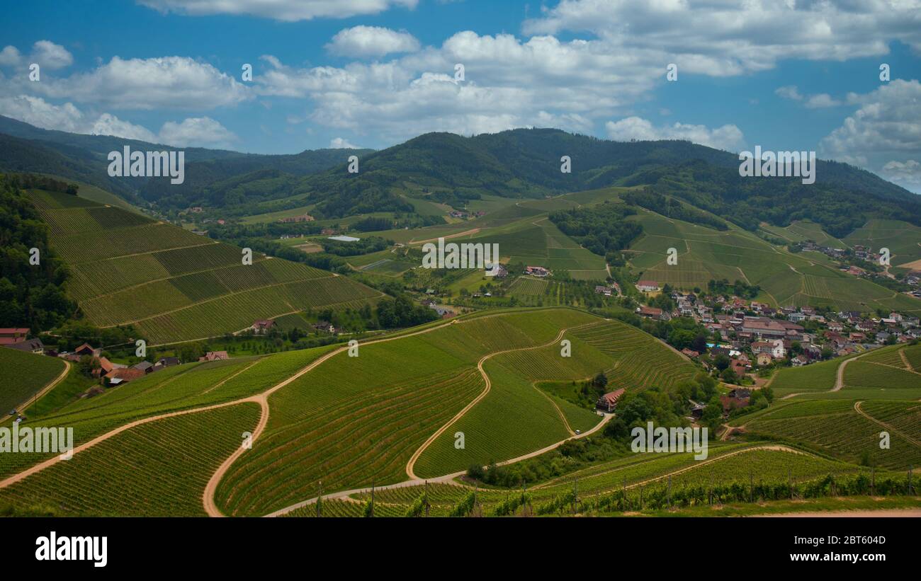 vineyards in the heights of Durbach and its castle in the black forest ...