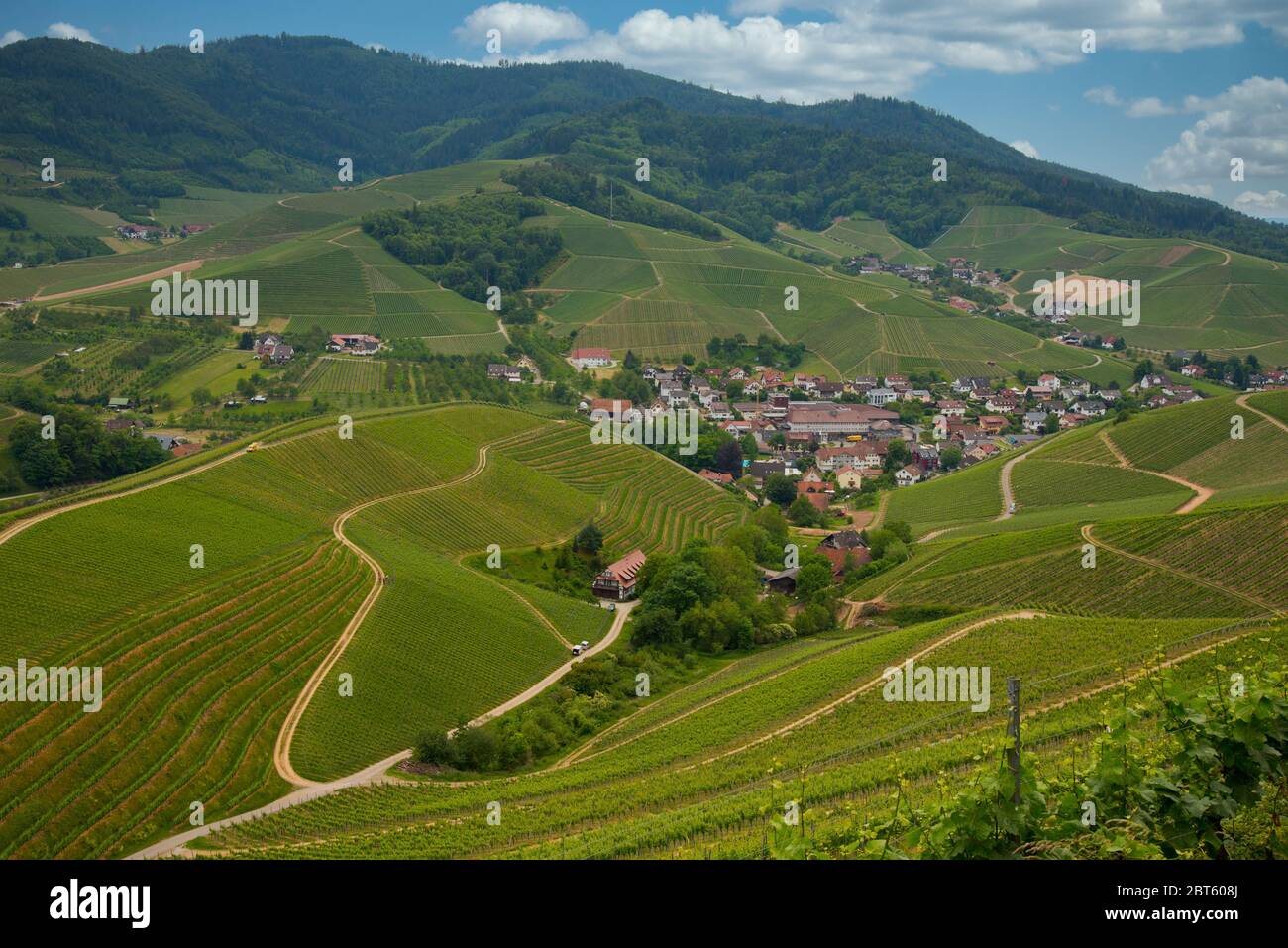 vineyards in the heights of Durbach and its castle in the black forest ...