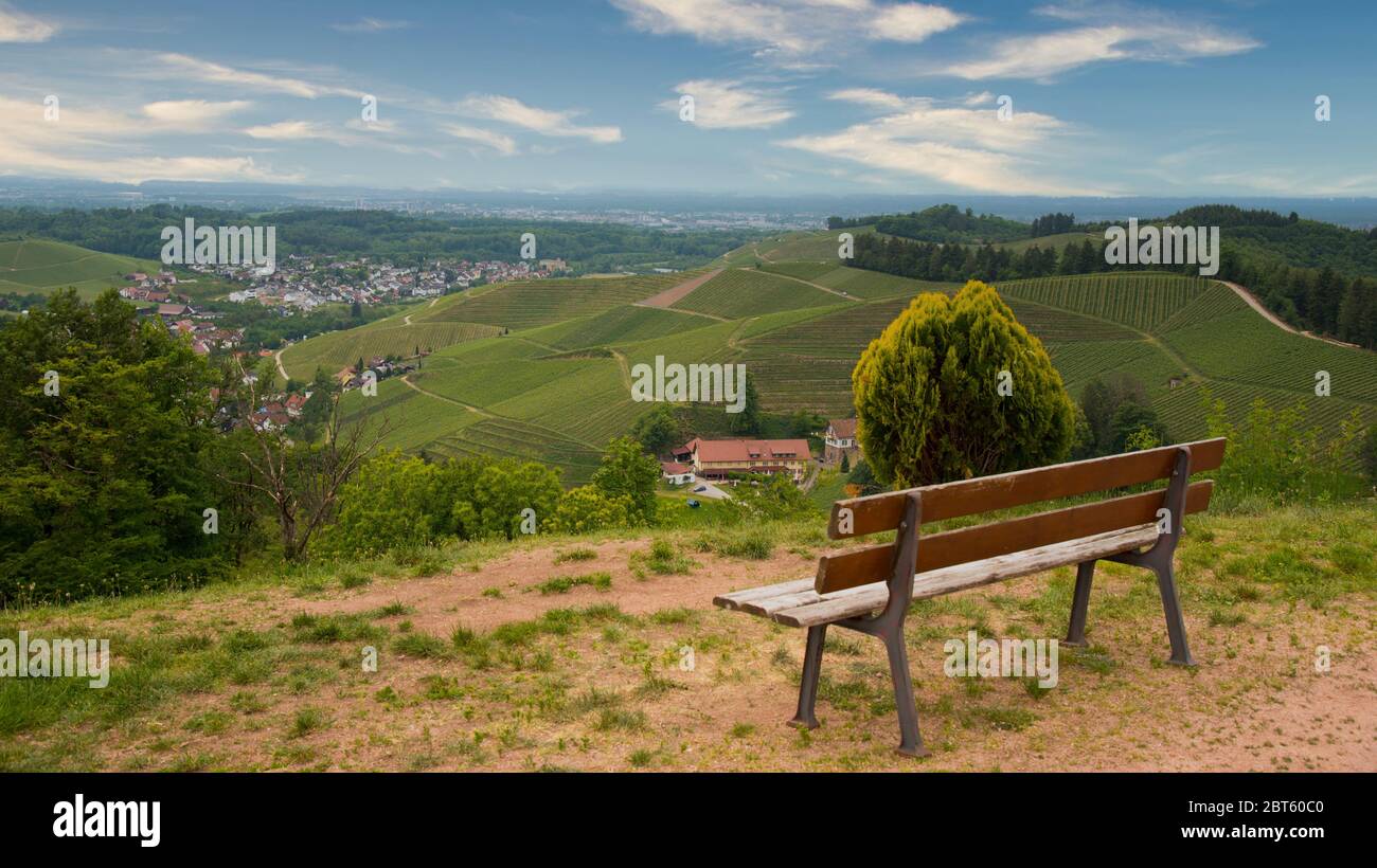 vineyards in the heights of Durbach and its castle in the black forest ...