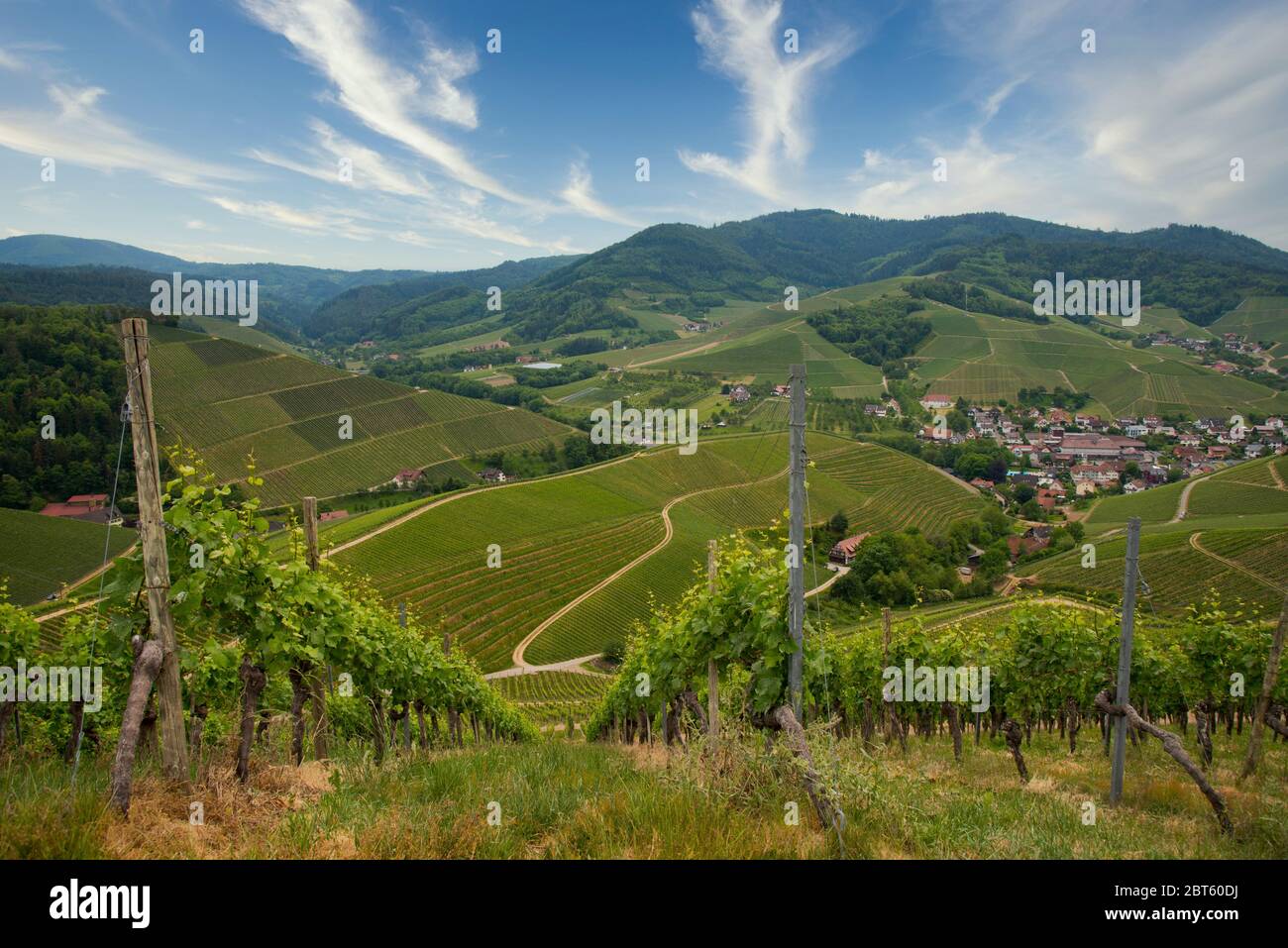 vineyards in the heights of Durbach and its castle in the black forest ...