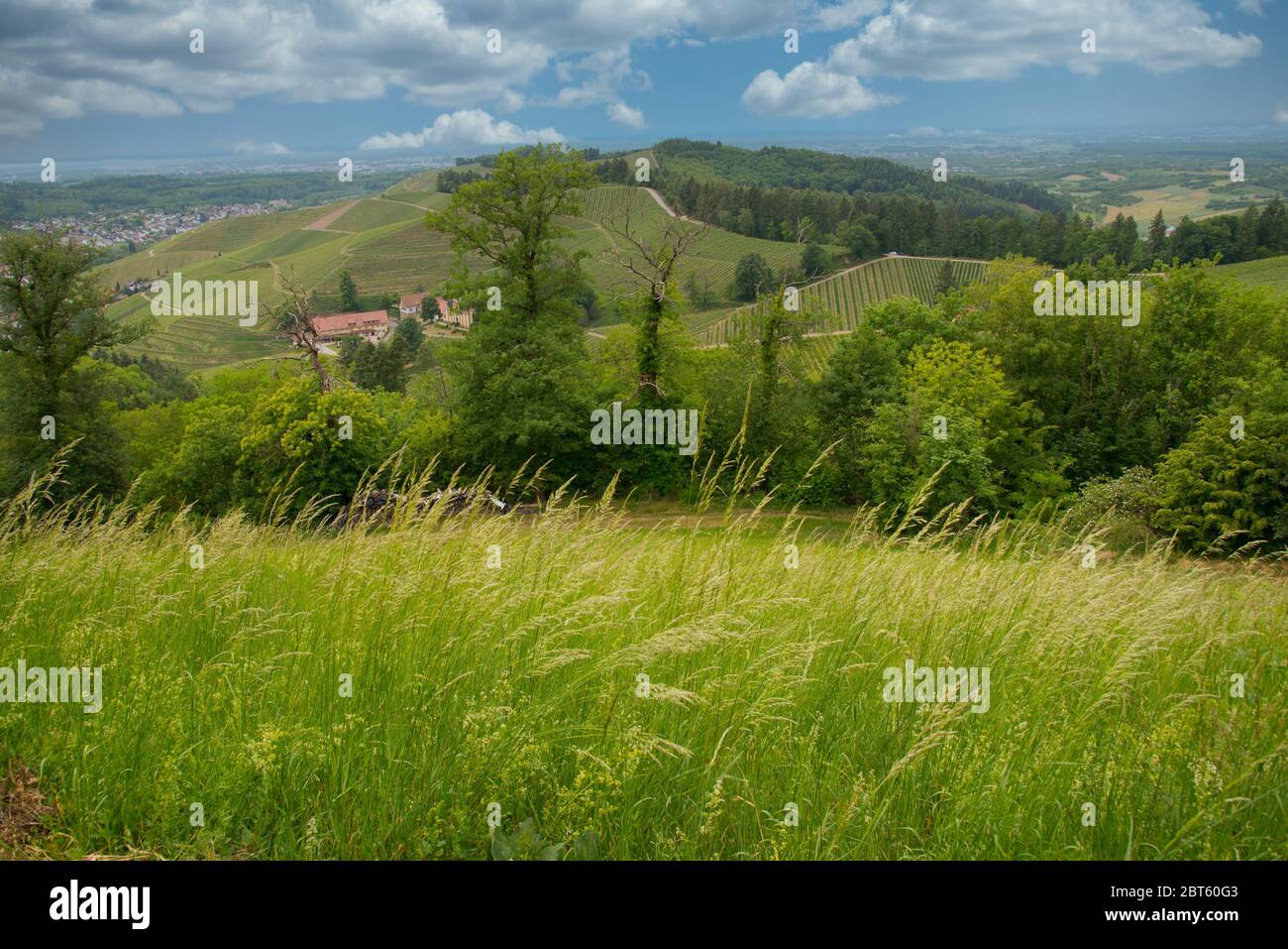 vineyards in the heights of Durbach and its castle in the black forest ...