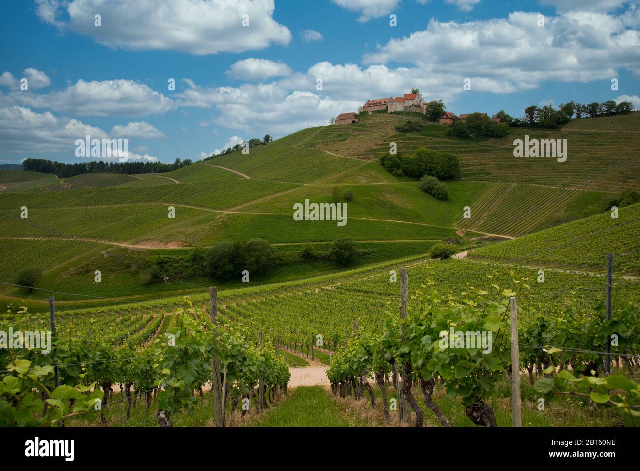 vineyards in the heights of Durbach and its castle in the black forest ...