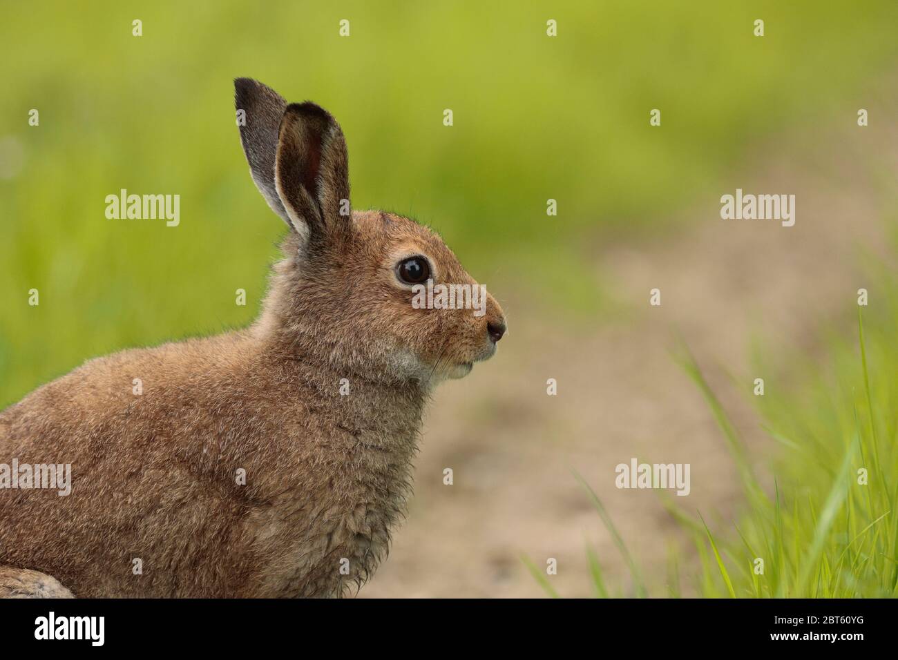 Photographing Hares High Resolution Stock Photography and Images - Alamy