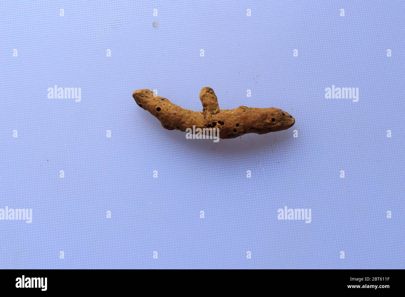 Fresh Dried Turmeric root isolated on a white background Stock Photo ...