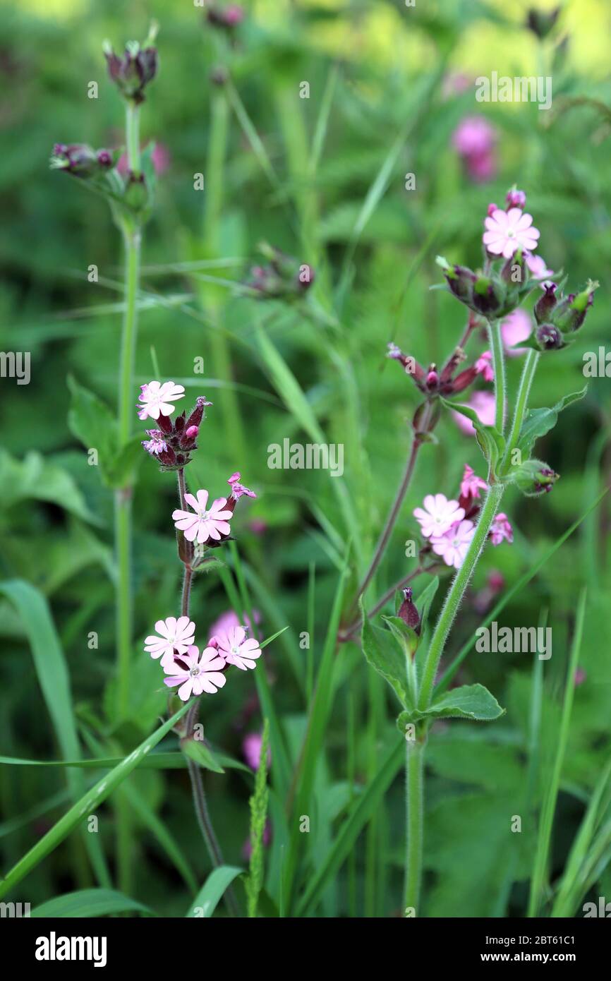 Pink catchfly (caryophyllaceae) wild flowers growing alongside a byway ...