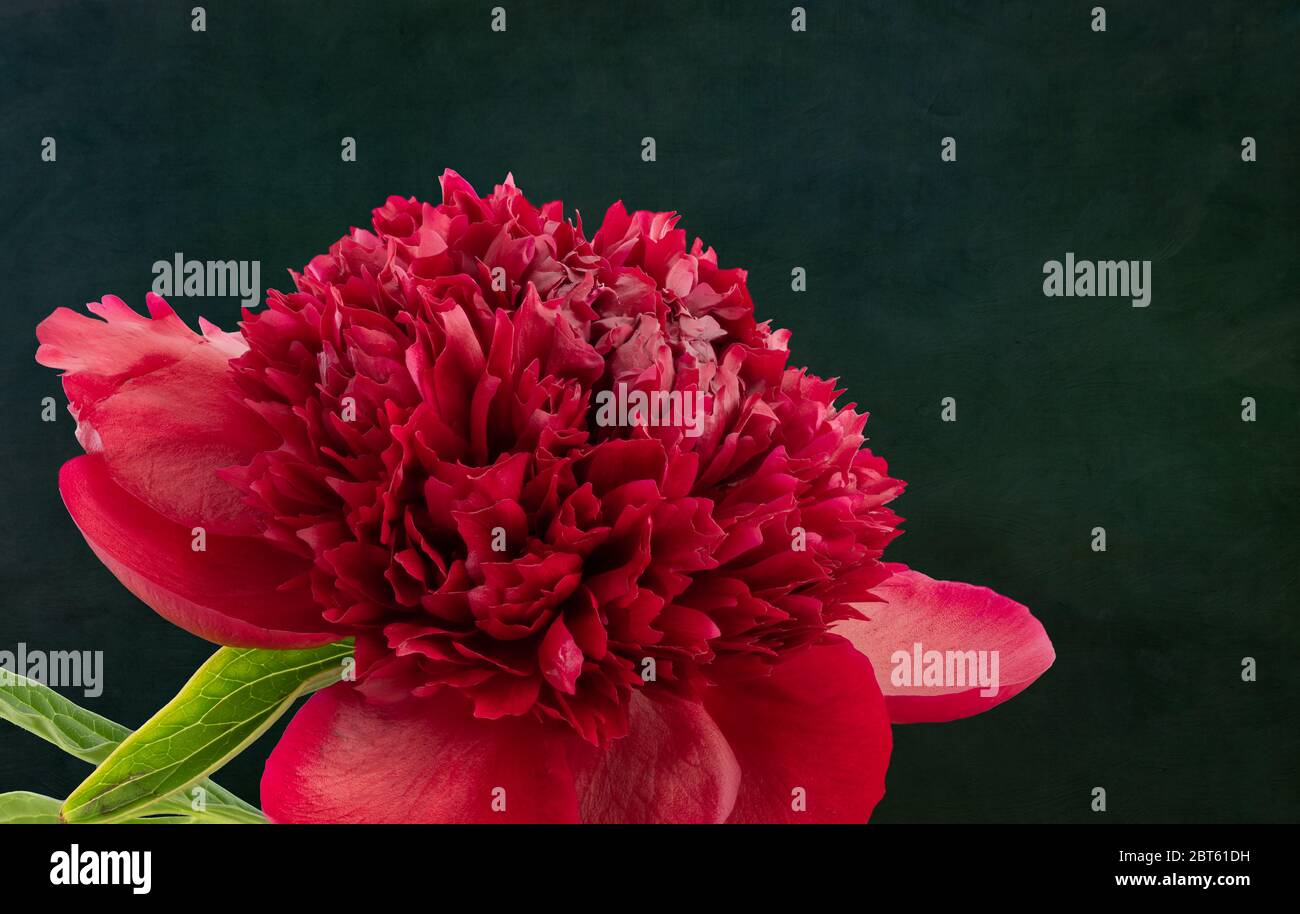 Filigree art hi-res stock photography and images - Alamy