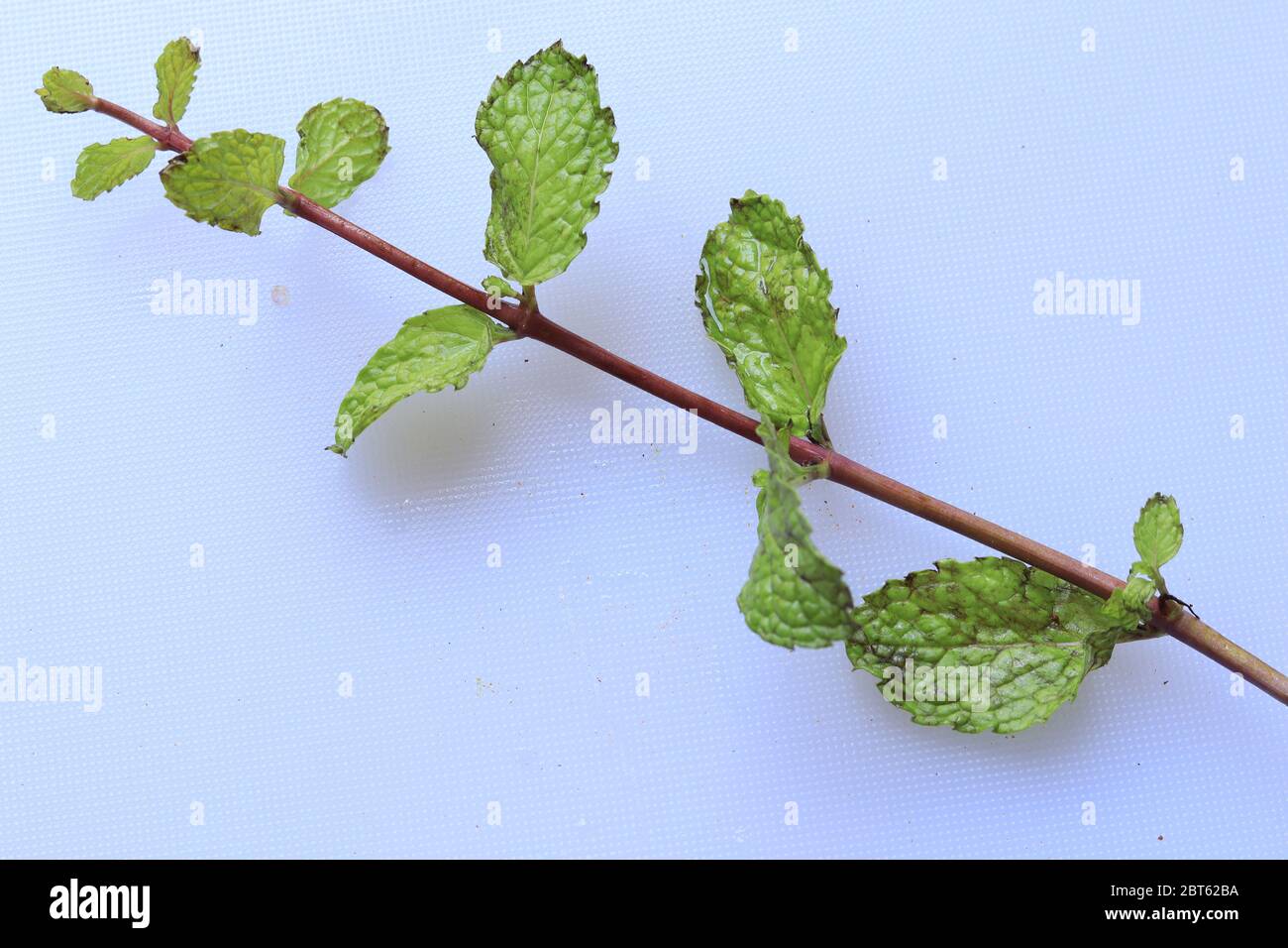Fresh raw mint leaves isolated on white background Stock Photo - Alamy