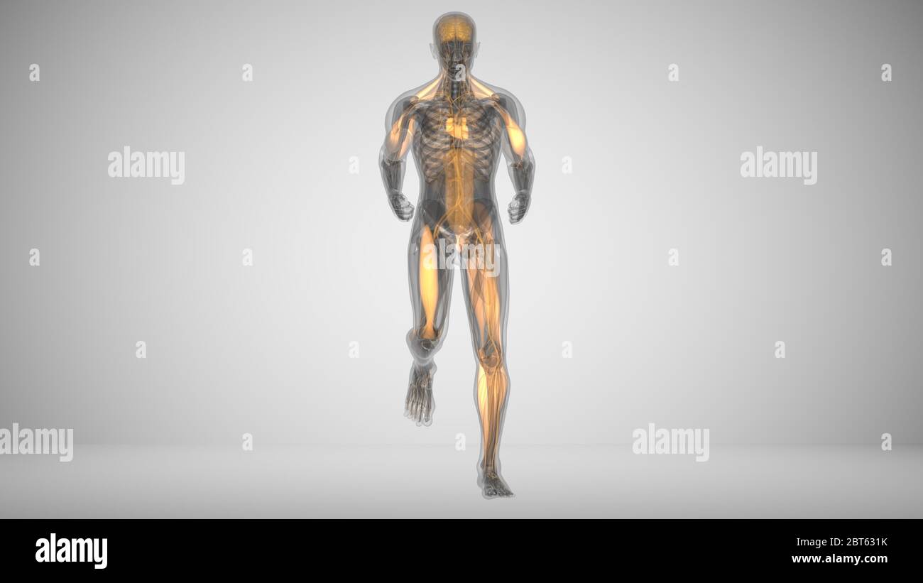 3d illustration of a running man with muscle lighting Stock Photo - Alamy
