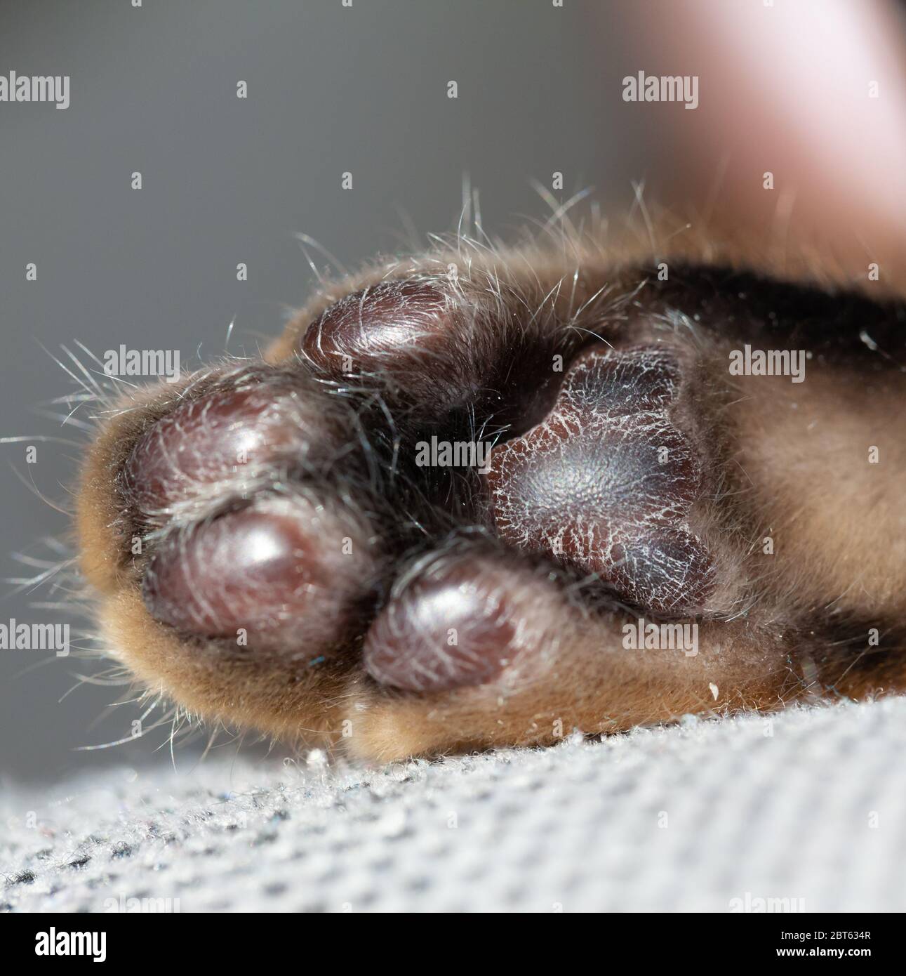 Cat paw with black pads hi-res stock photography and images - Alamy