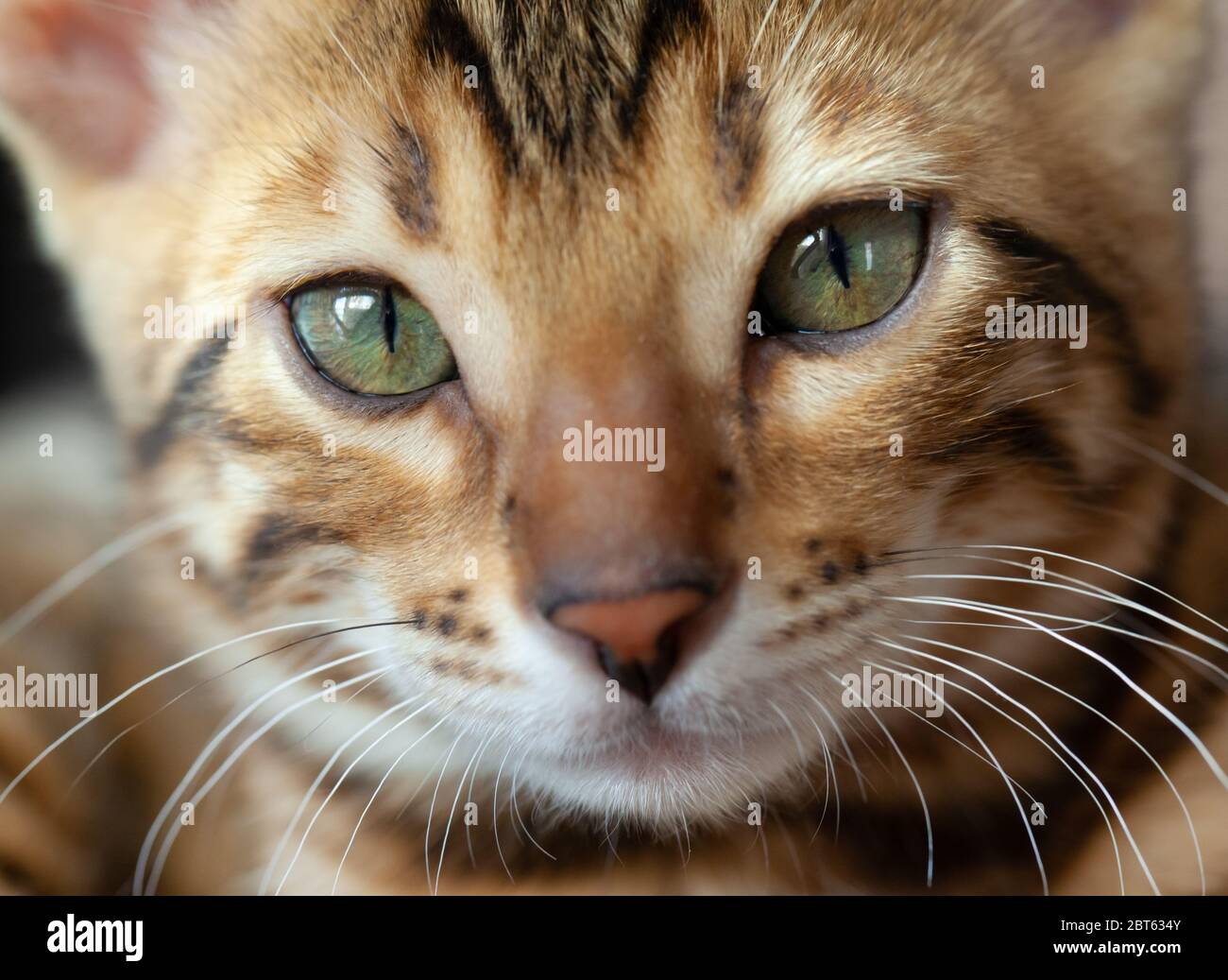 Face of a Bengal cat in macro scale Stock Photo - Alamy