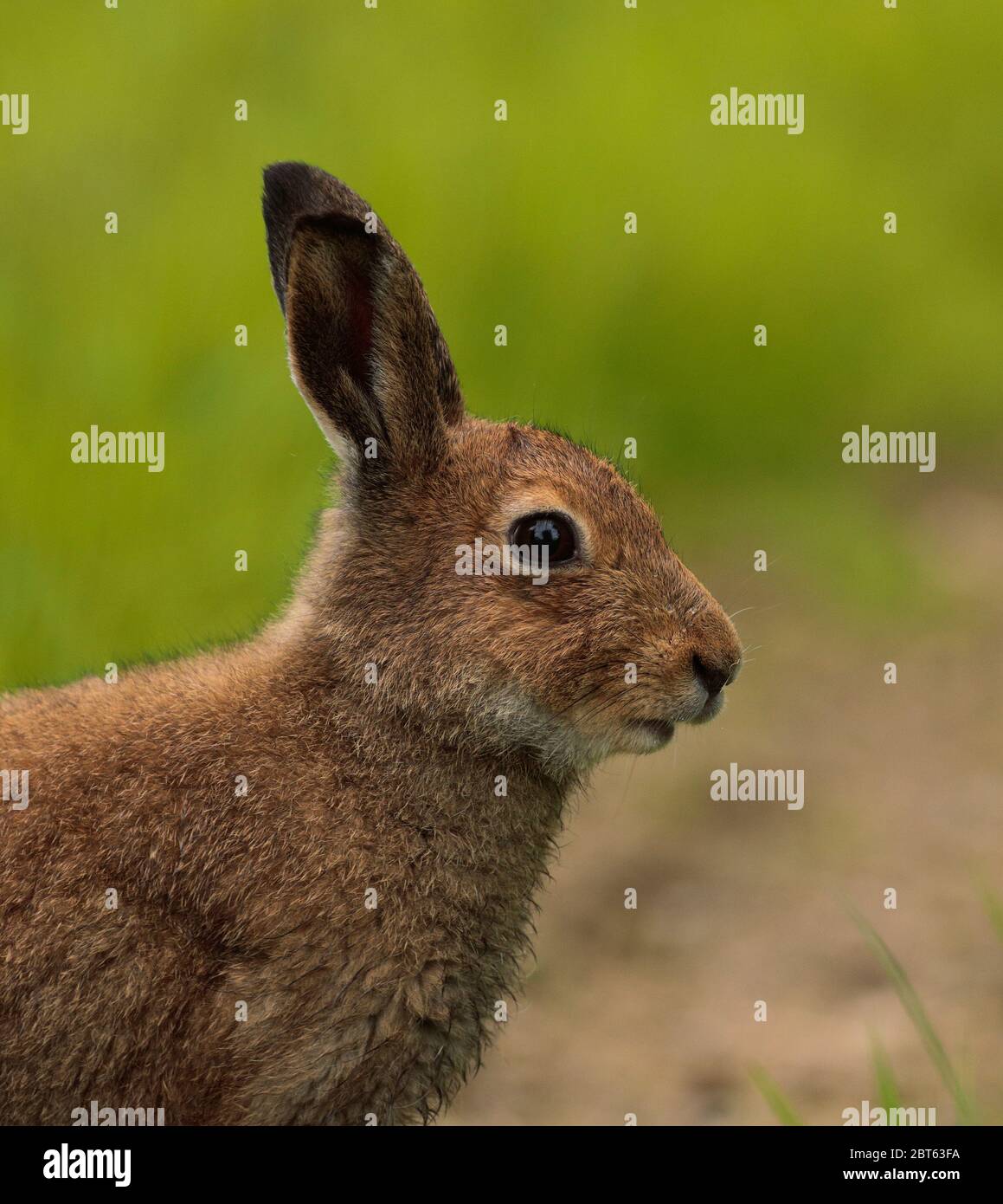Photographing Hares High Resolution Stock Photography and Images - Alamy