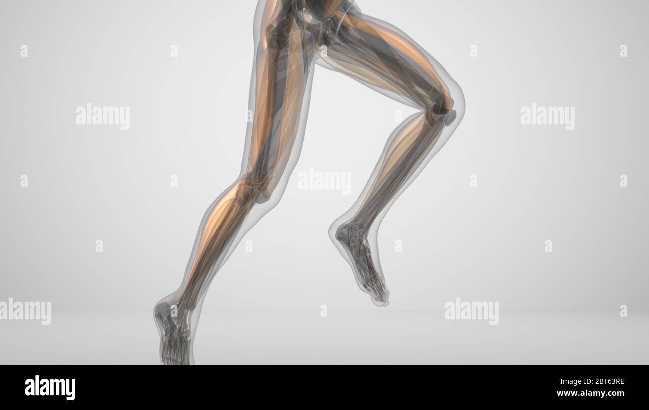 Human muscle moving anatomy hi-res stock photography and images - Alamy