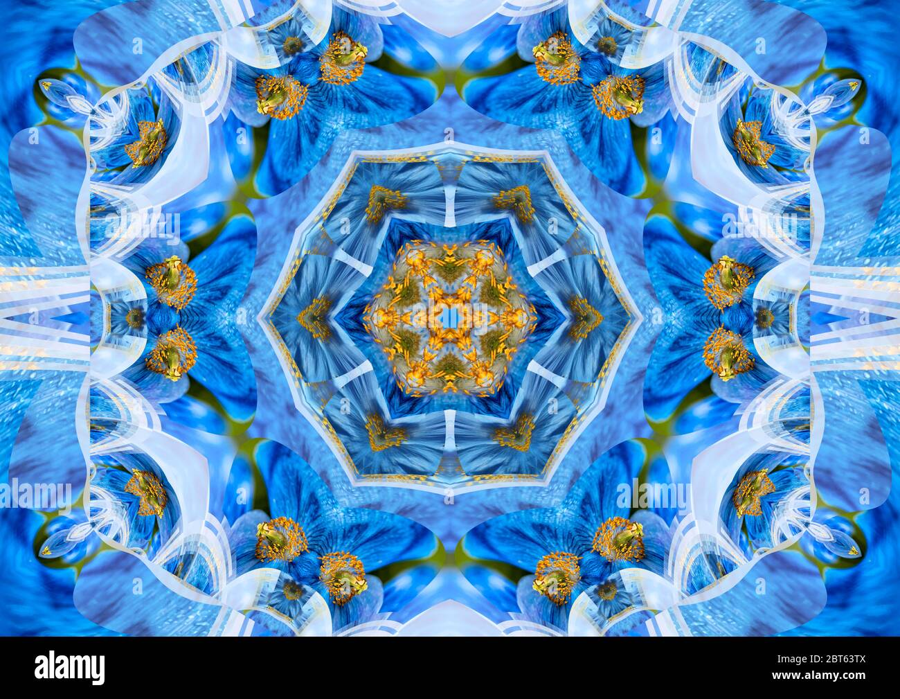 Blue Poppy Mandala Stock Photo - Alamy