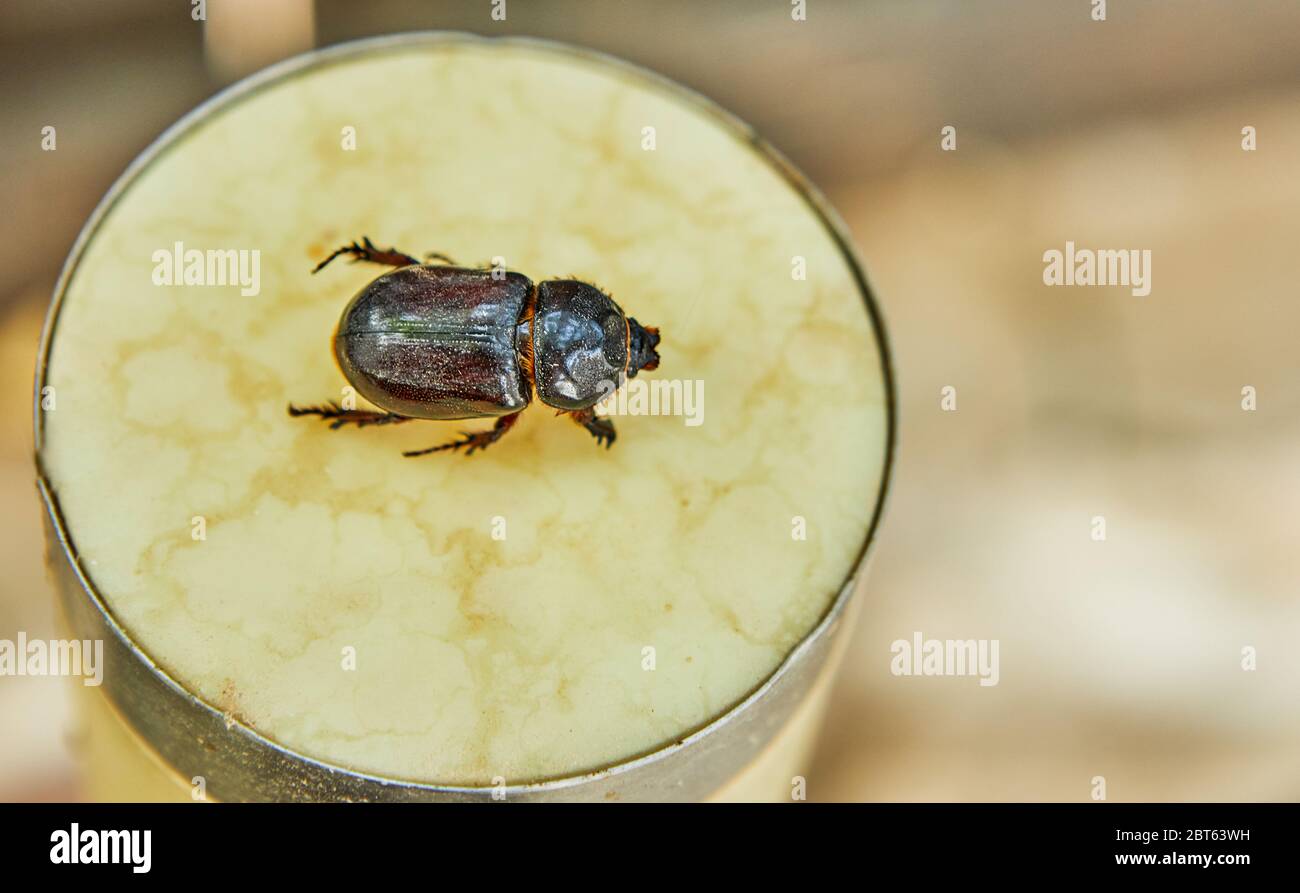A close-up of an earthen dung beetle on a beige stand on a bright sunny ...
