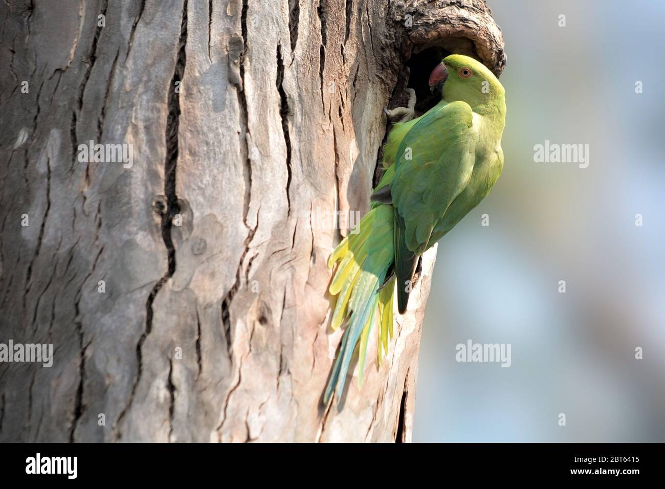 Psittacidae genus hi-res stock photography and images - Alamy