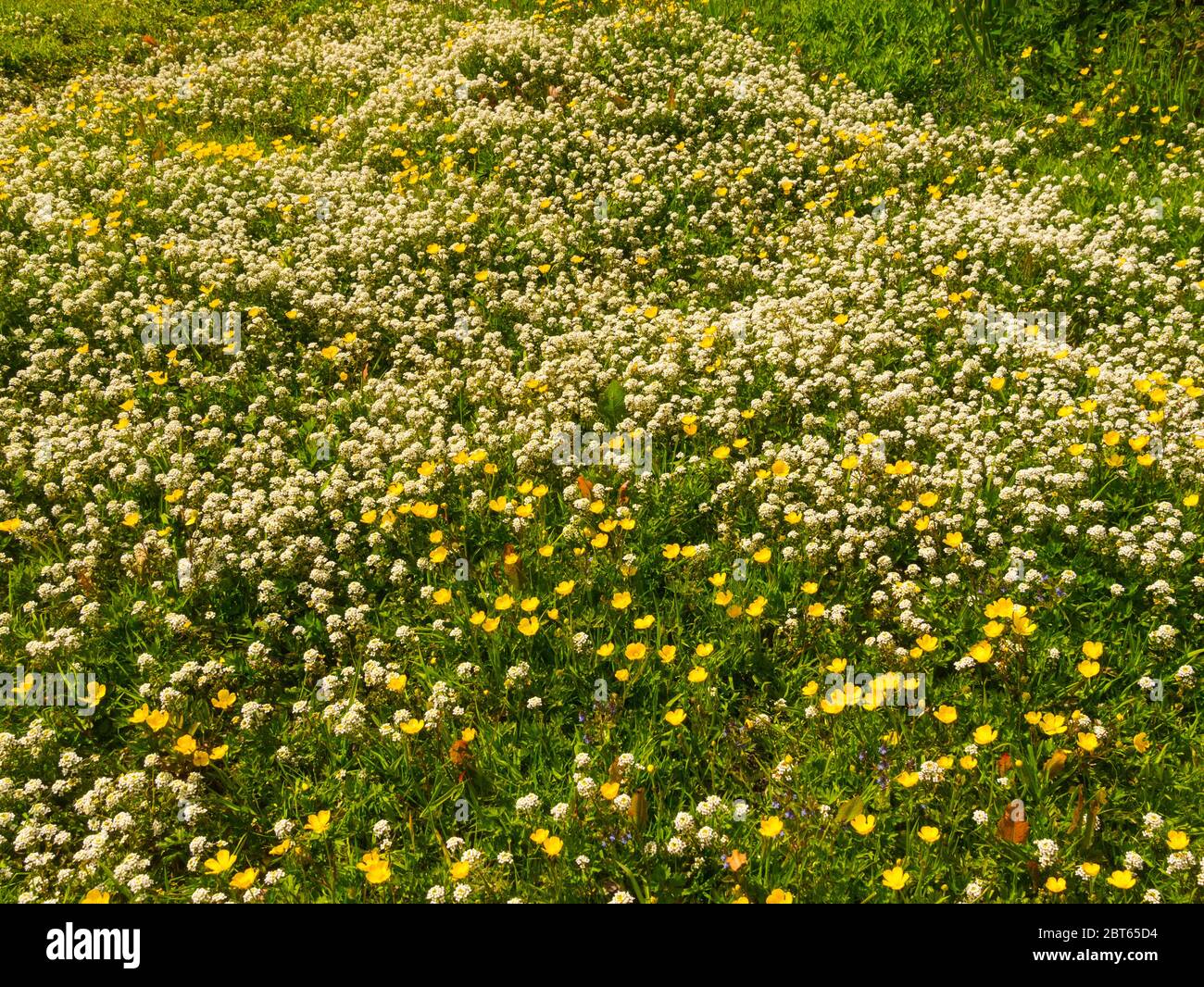 Alyssum and buttercups growing wild hi-res stock photography and images ...
